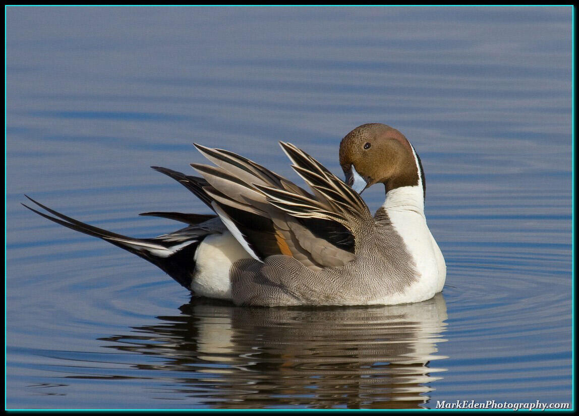 Northern Pintail | Audubon Field Guide