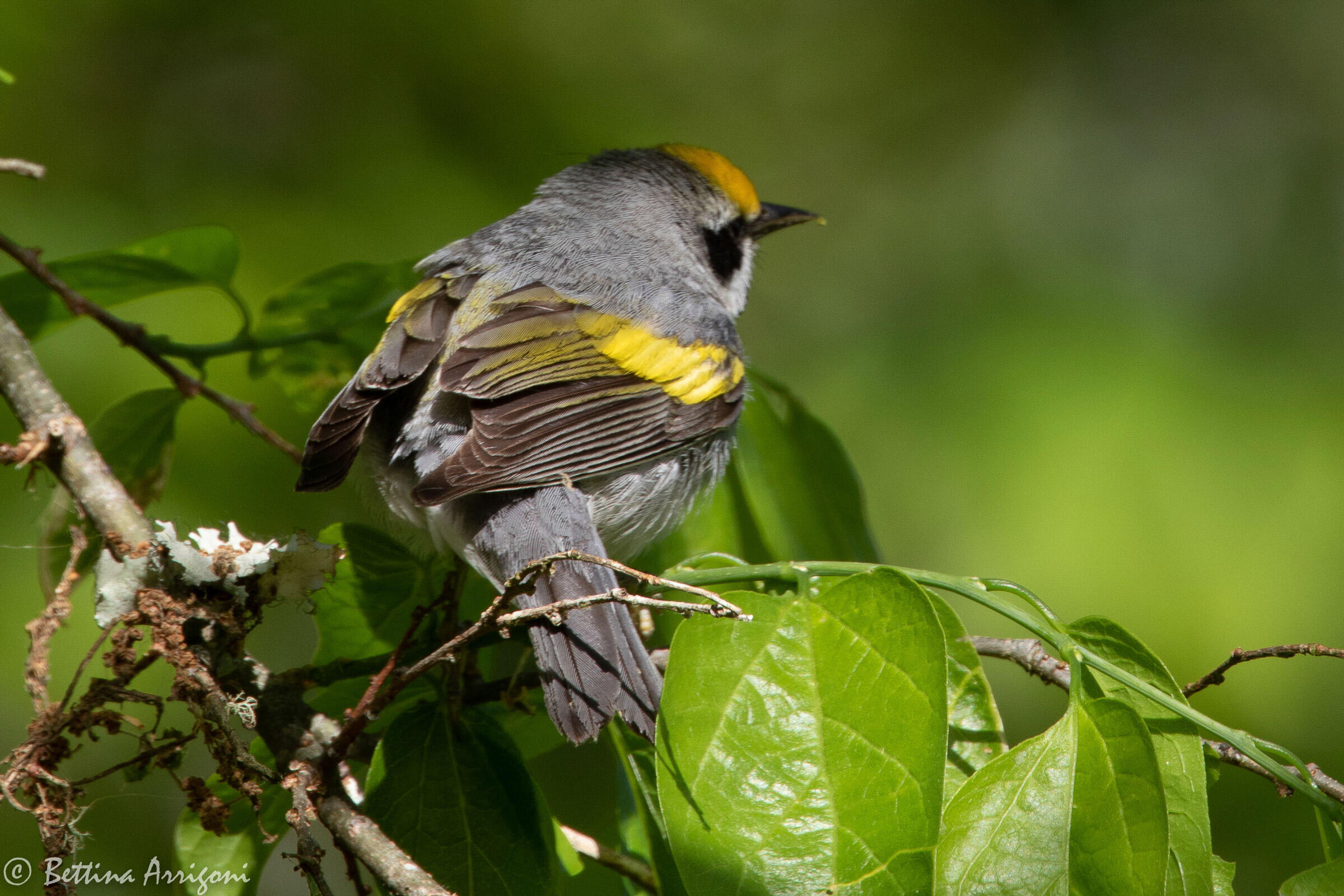 Chipe alidorado | Guía de Aves