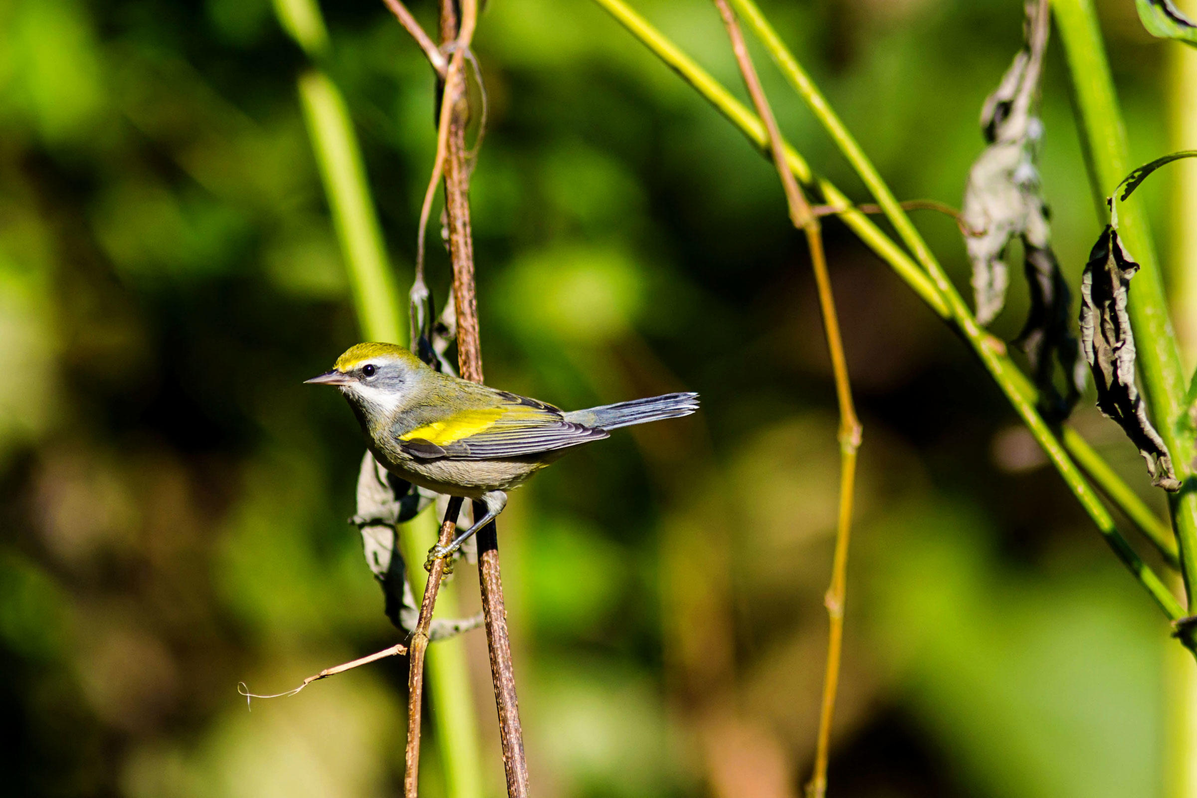 Chipe alidorado | Guía de Aves