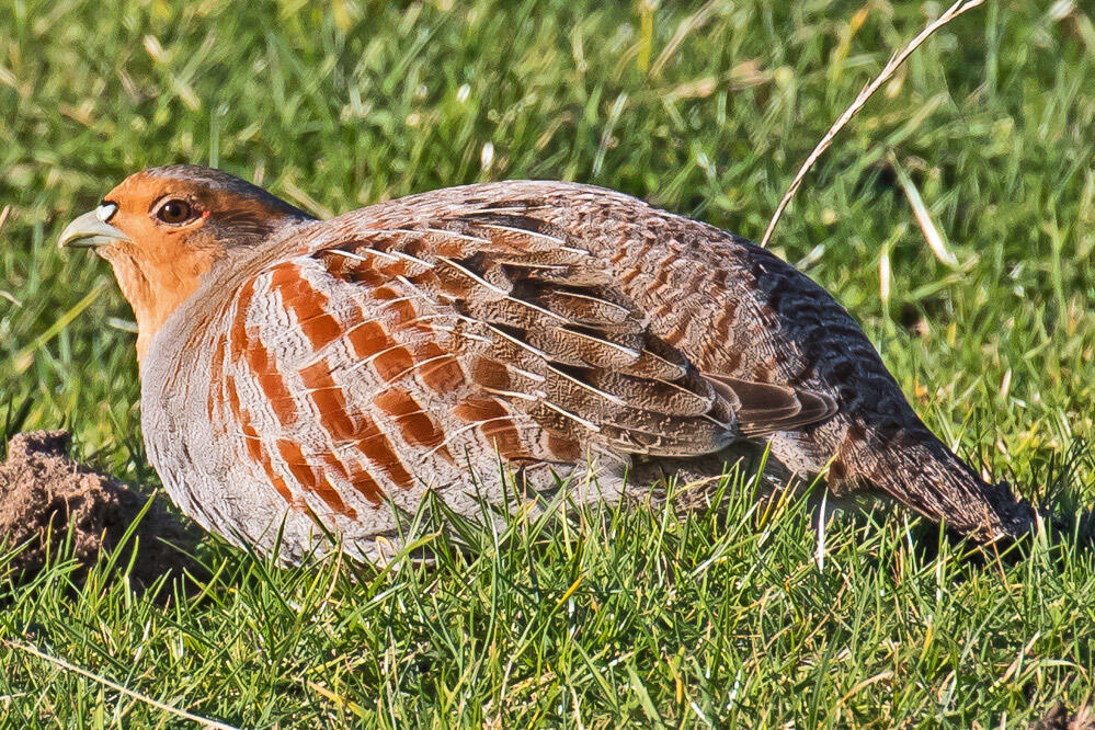 Perdiz Pardilla | Guía de Aves