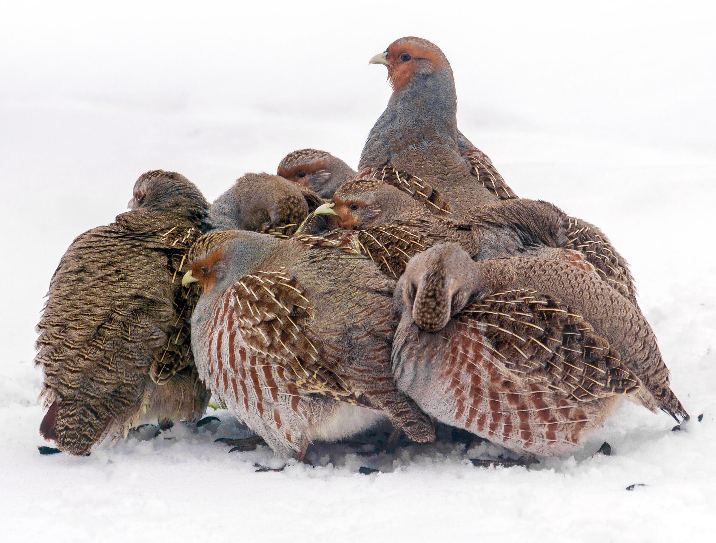 Perdiz Pardilla | Guía de Aves