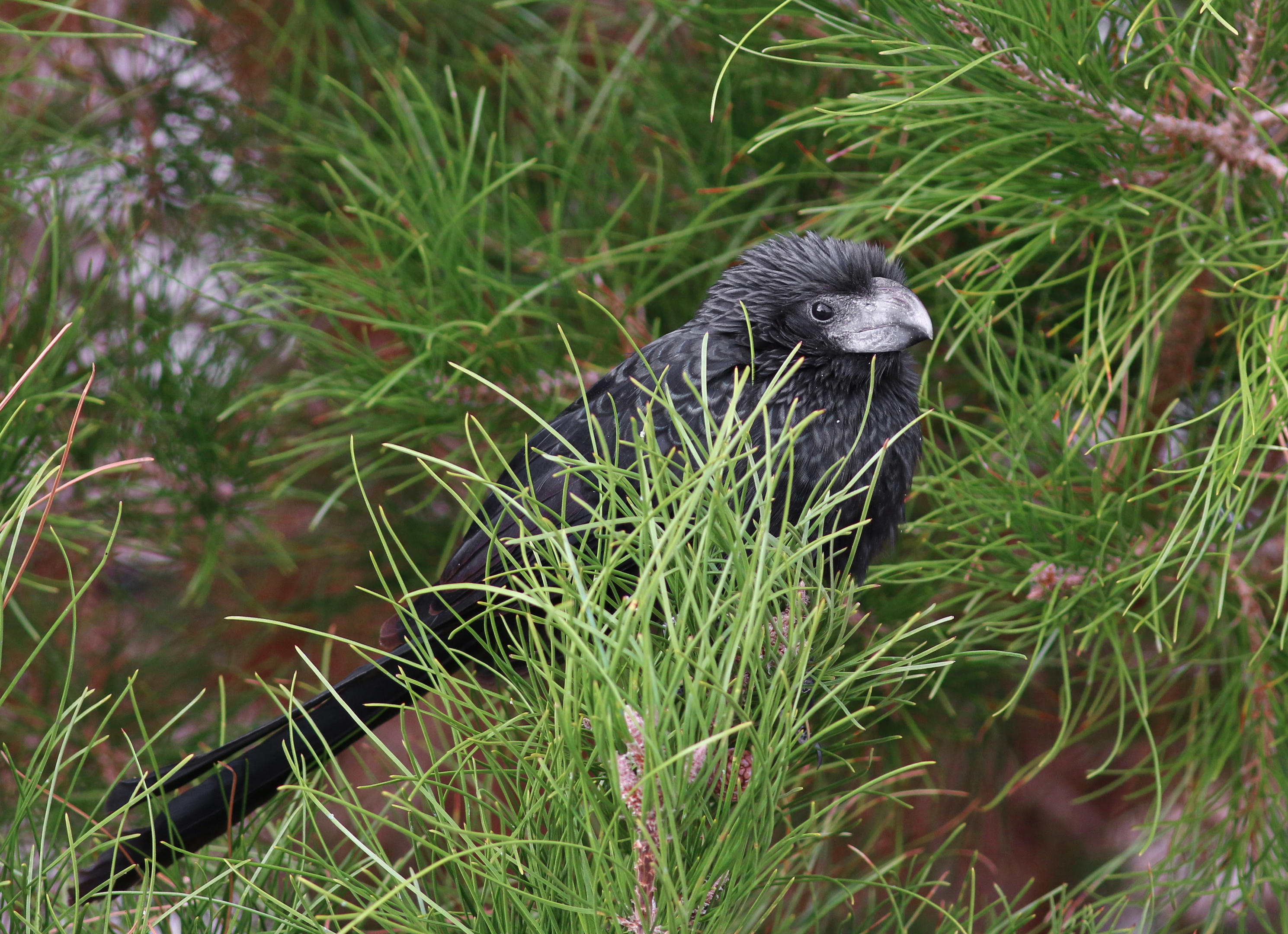 Garrapatero Pijuy | Guía de Aves