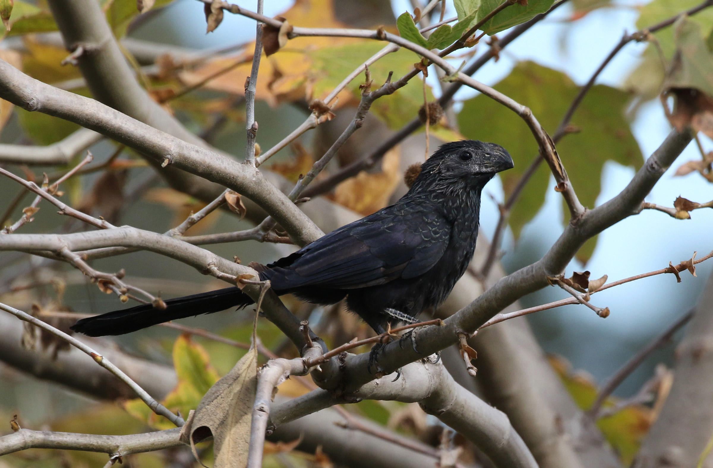 Garrapatero Pijuy | Guía de Aves