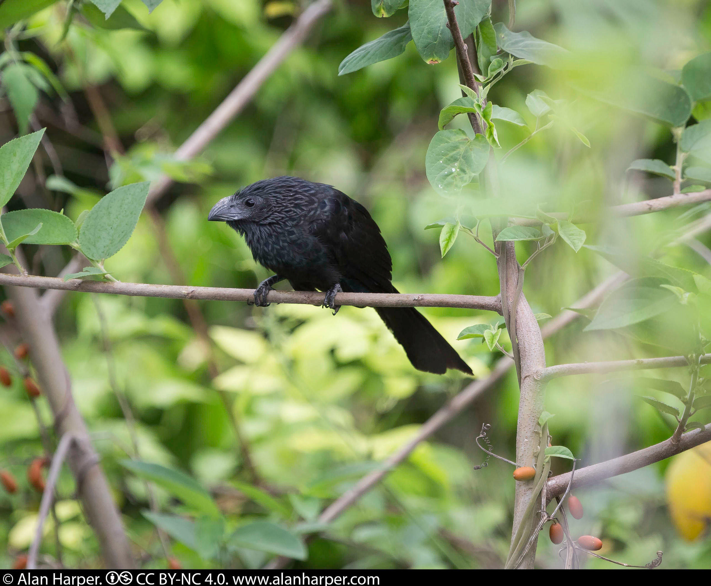 Garrapatero Pijuy | Guía de Aves