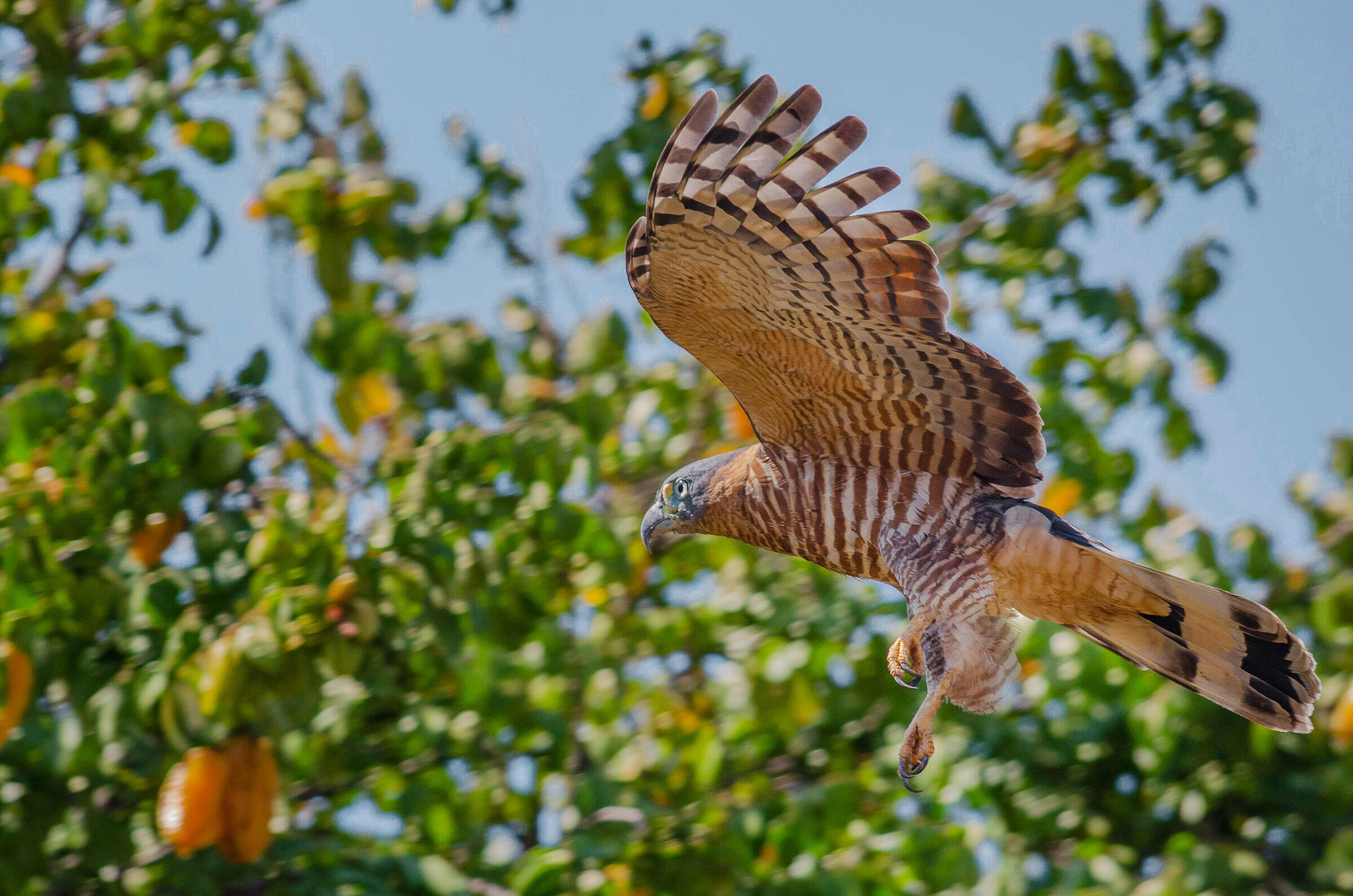 Gavilán Pico de Gancho | Guía de Aves