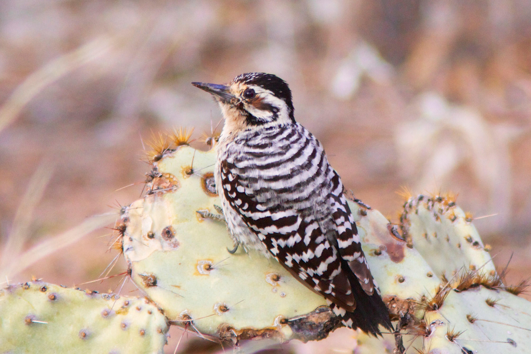 Carpintero Mexicano | Guía de Aves