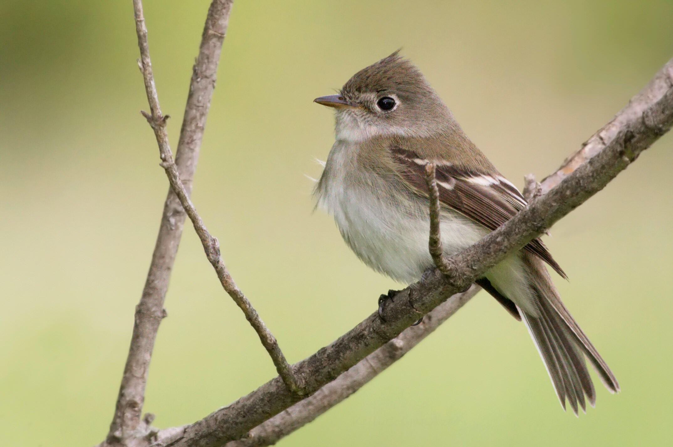 Least Flycatcher | Audubon Field Guide