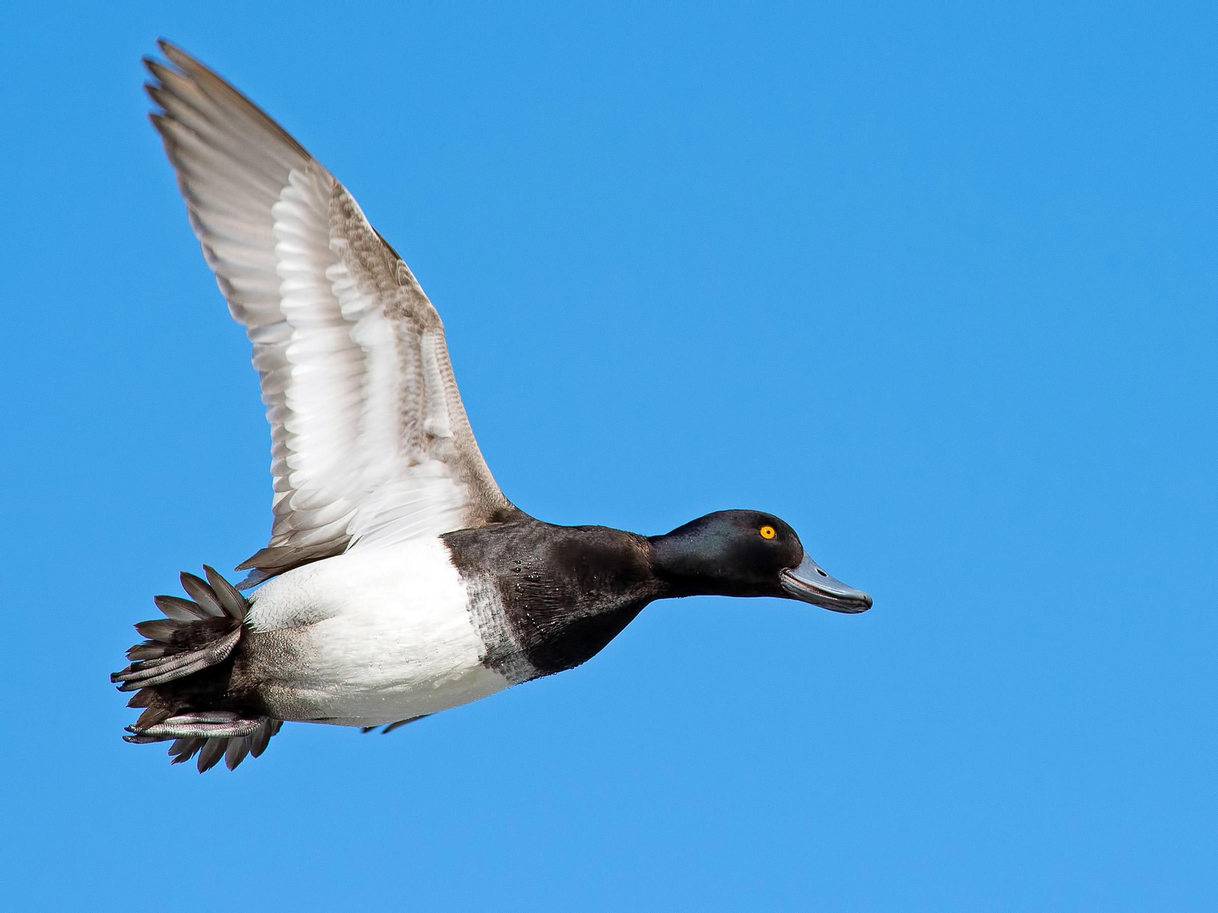 Pato Boludo Menor | Guía de Aves