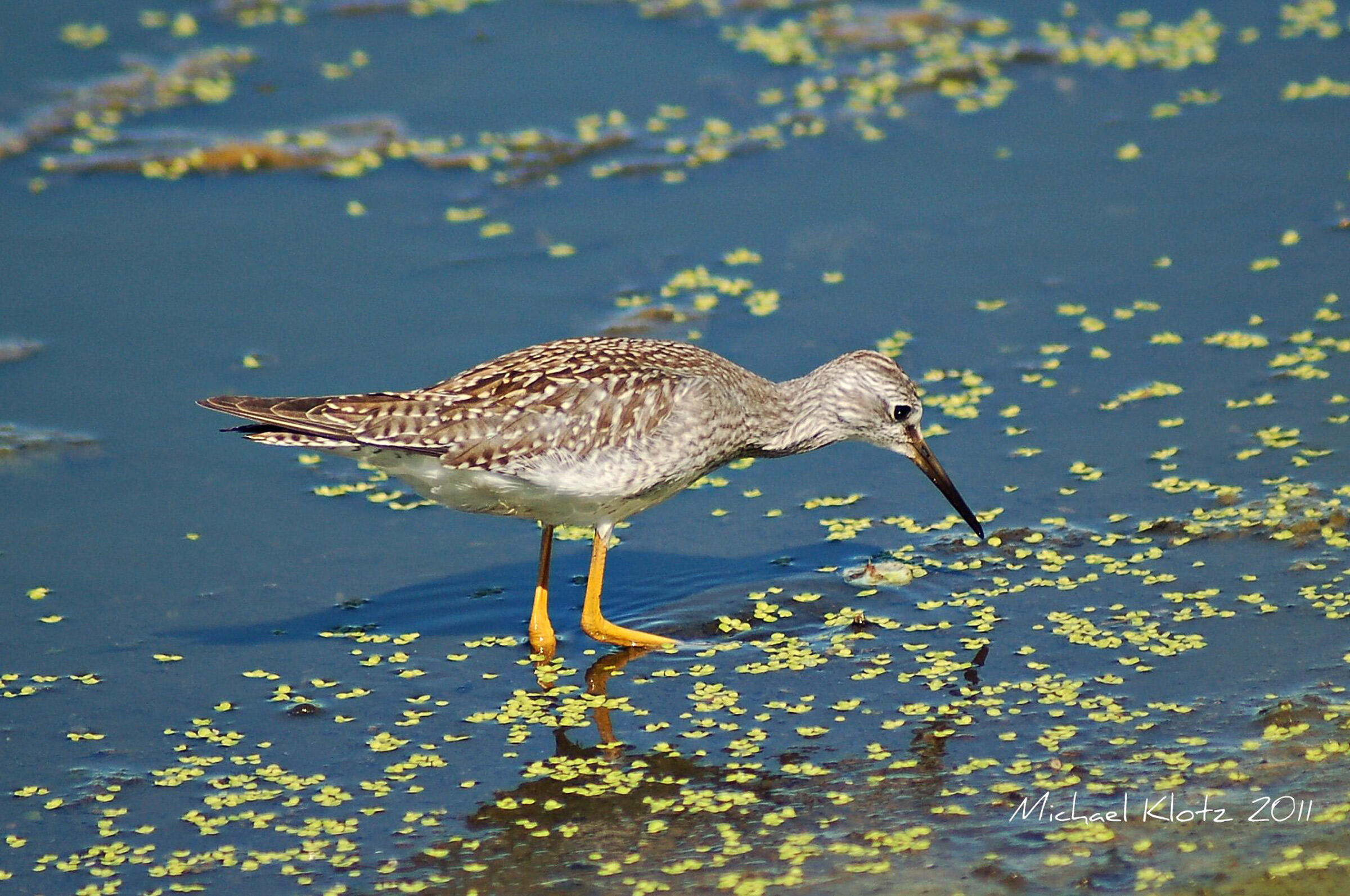 Lesser Yellowlegs | Audubon Field Guide