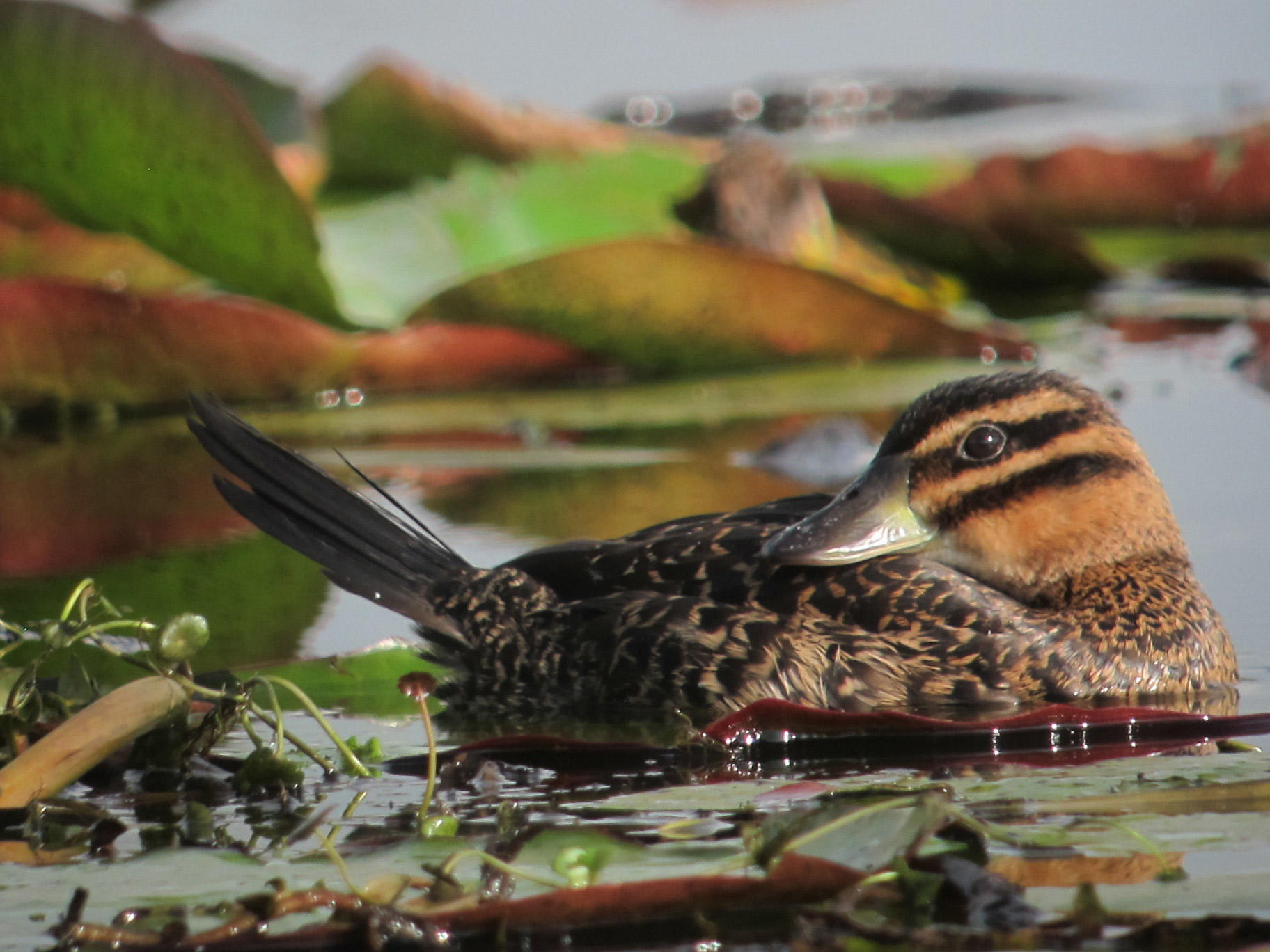 Pato Enmascarado | Guía de Aves