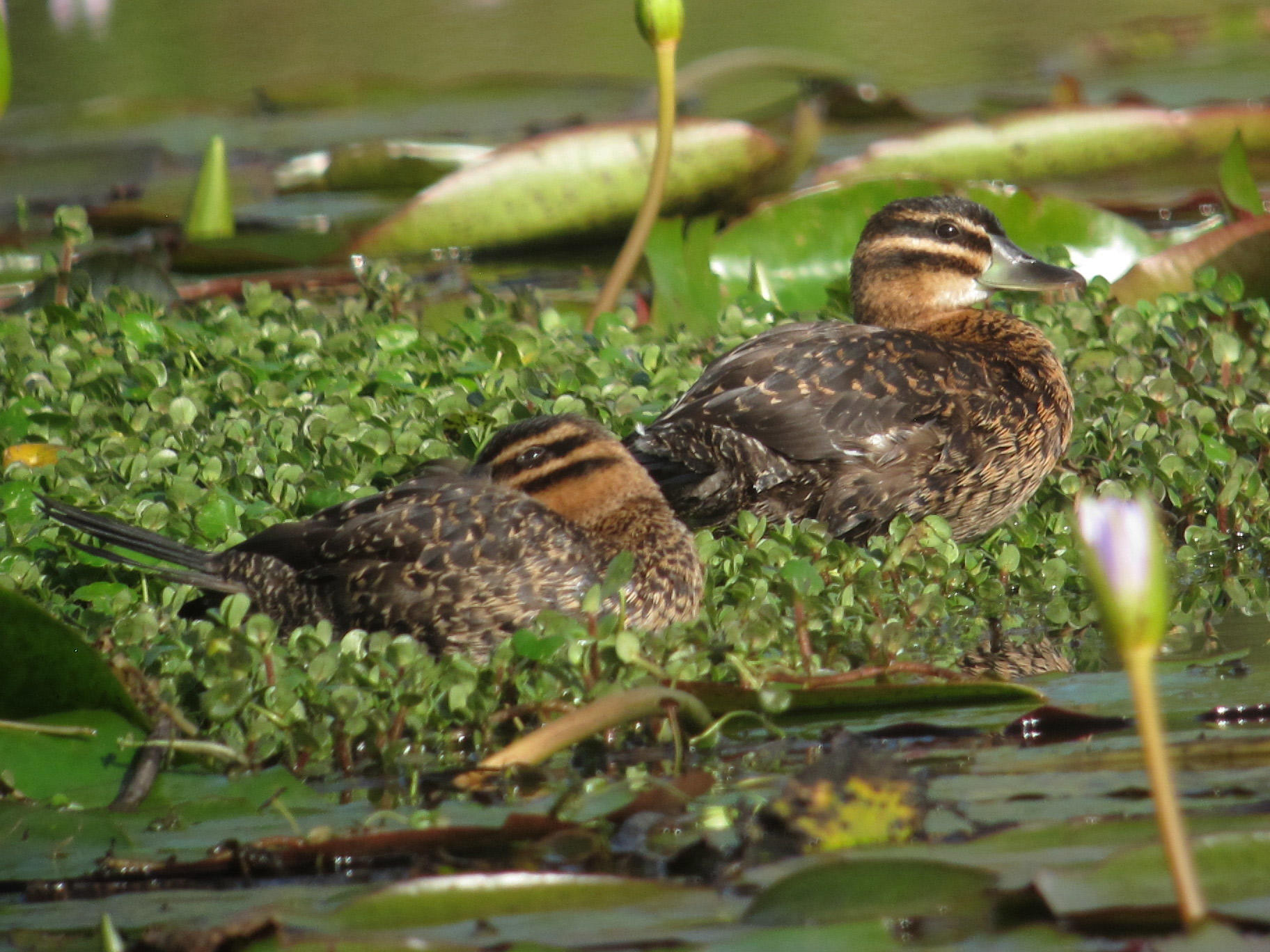 Pato Enmascarado | Guía de Aves