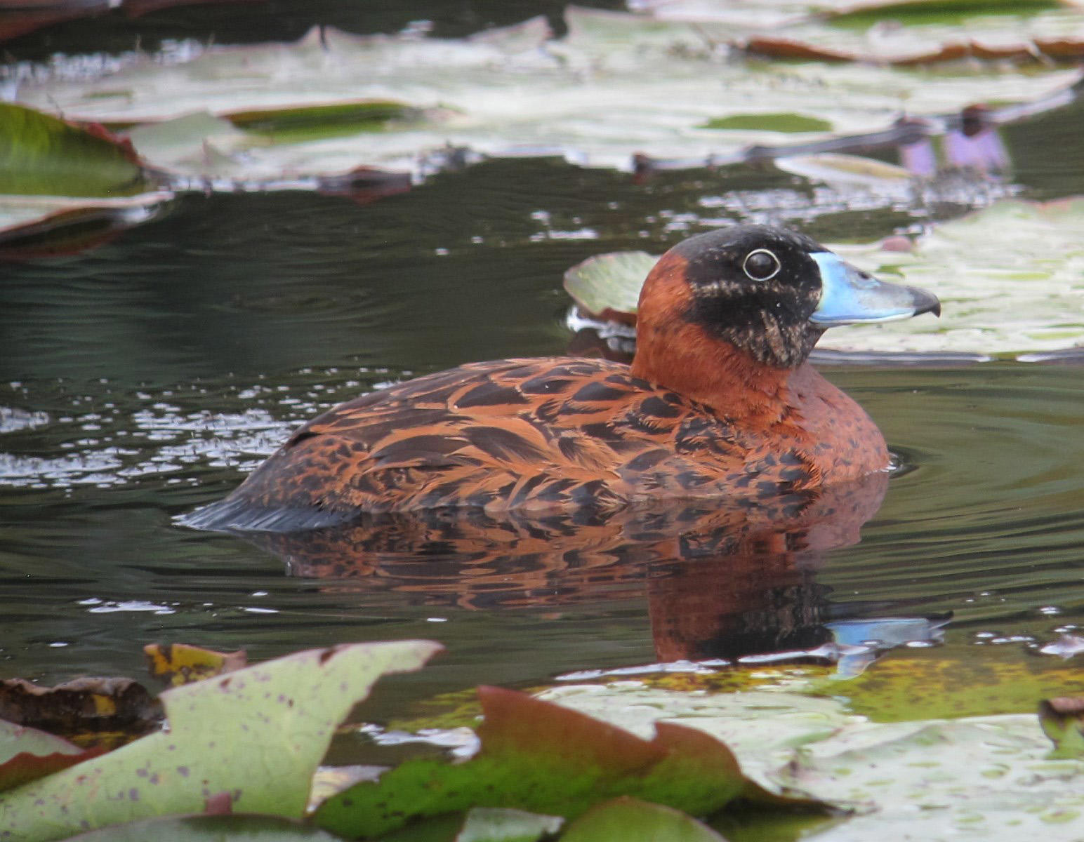 Pato Enmascarado | Guía de Aves