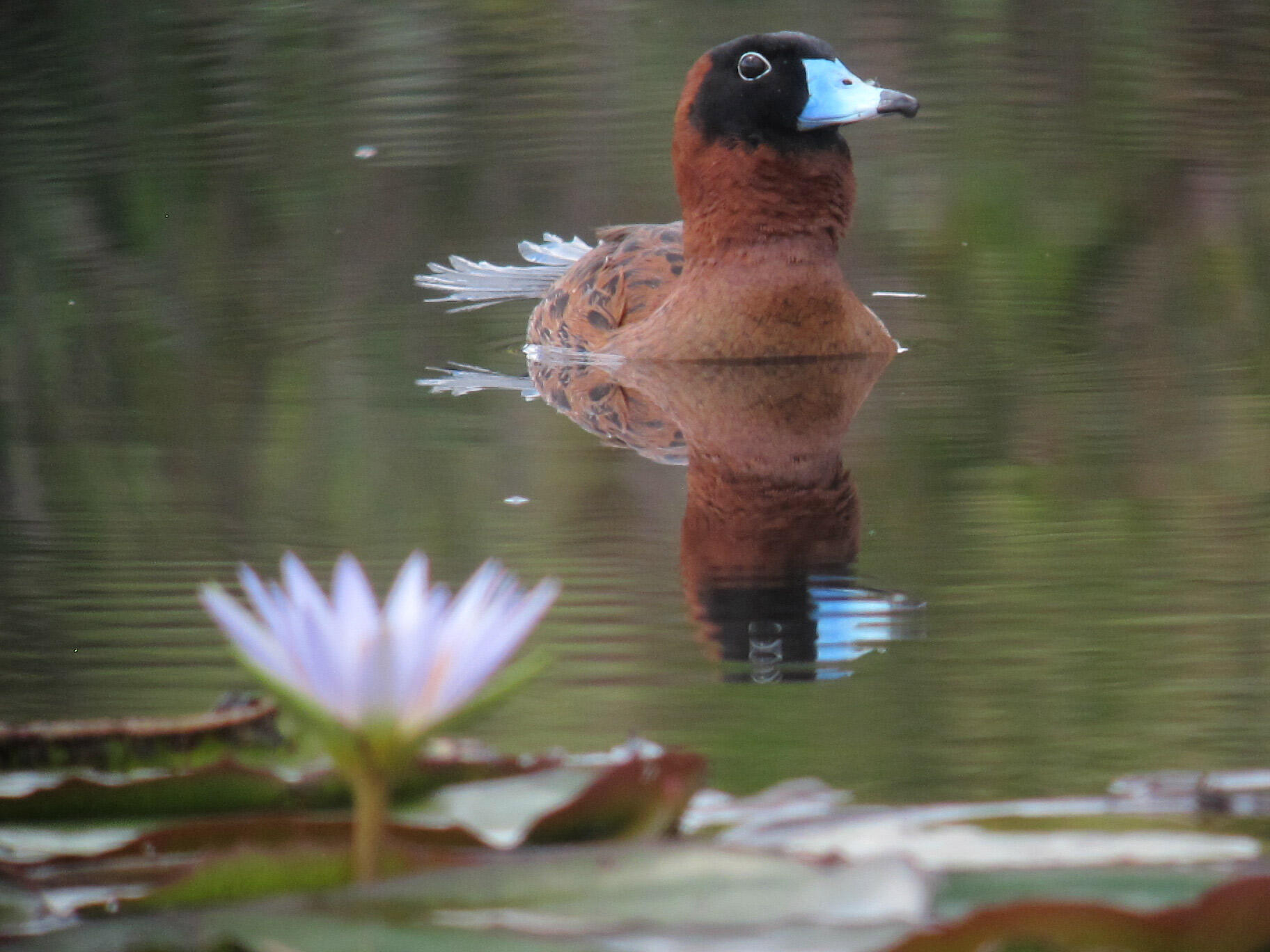 Pato Enmascarado | Guía de Aves