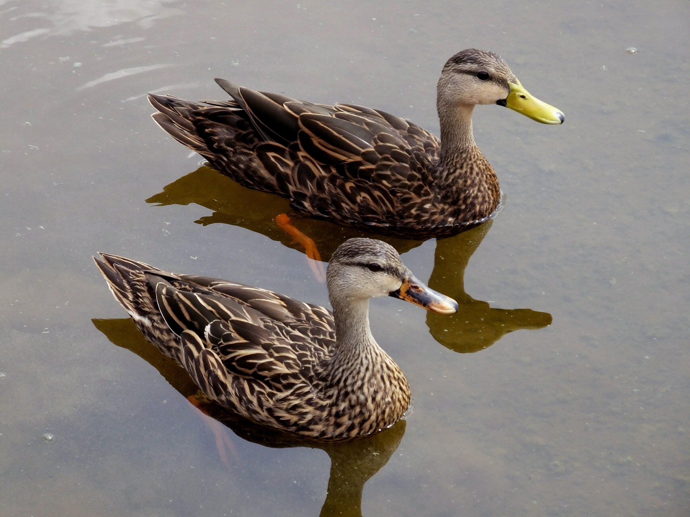Pato Tejano | Guía de Aves