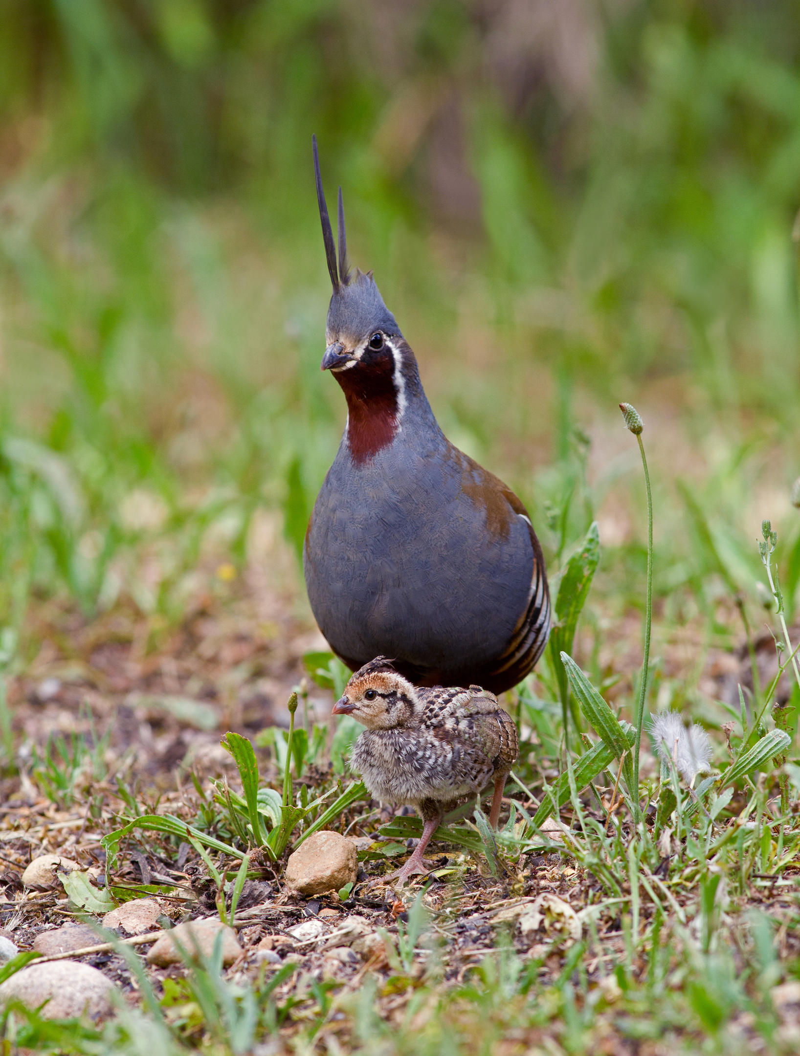 Codorniz de Montaña | Guía de Aves
