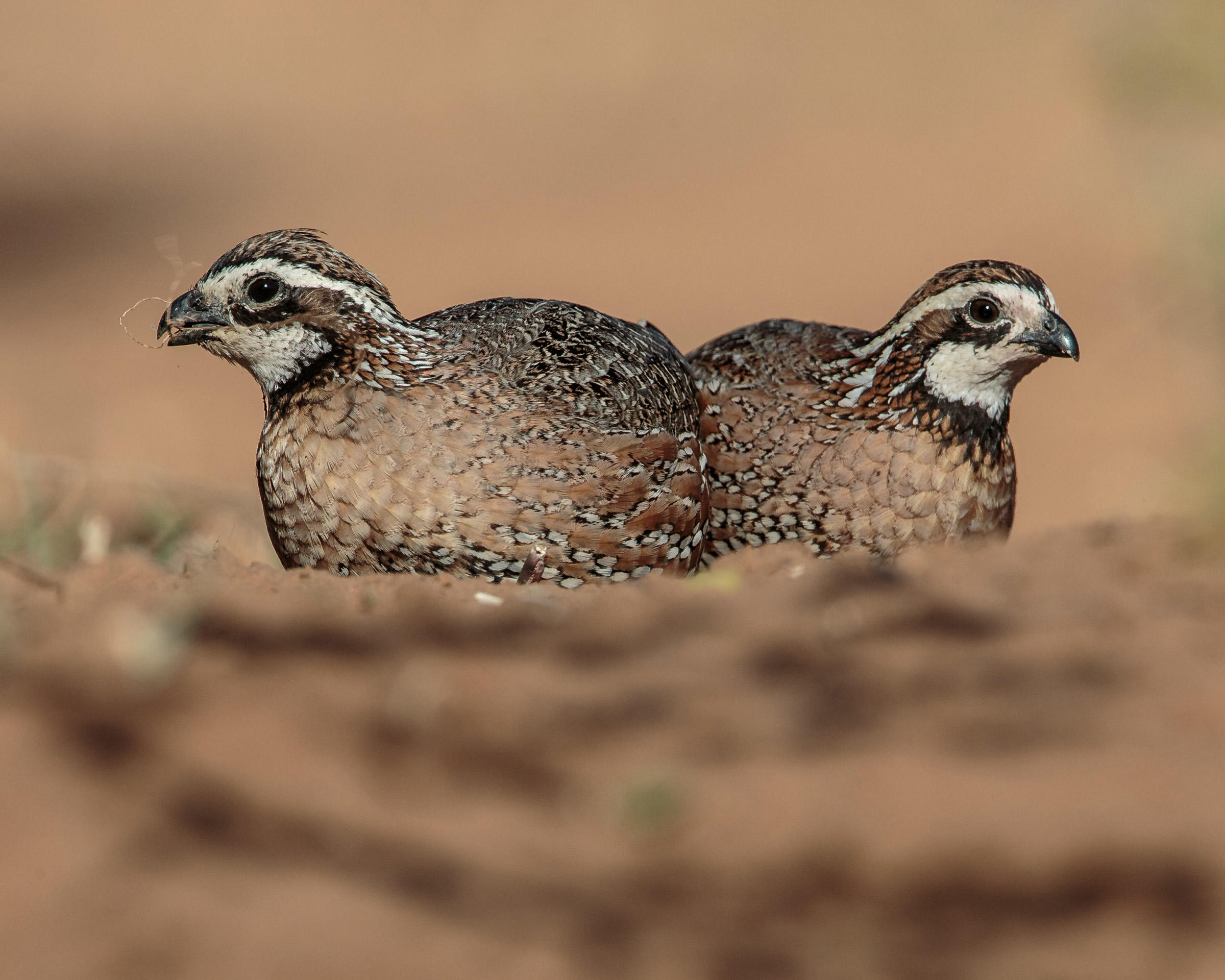Codorniz Cotuí | Guía de Aves