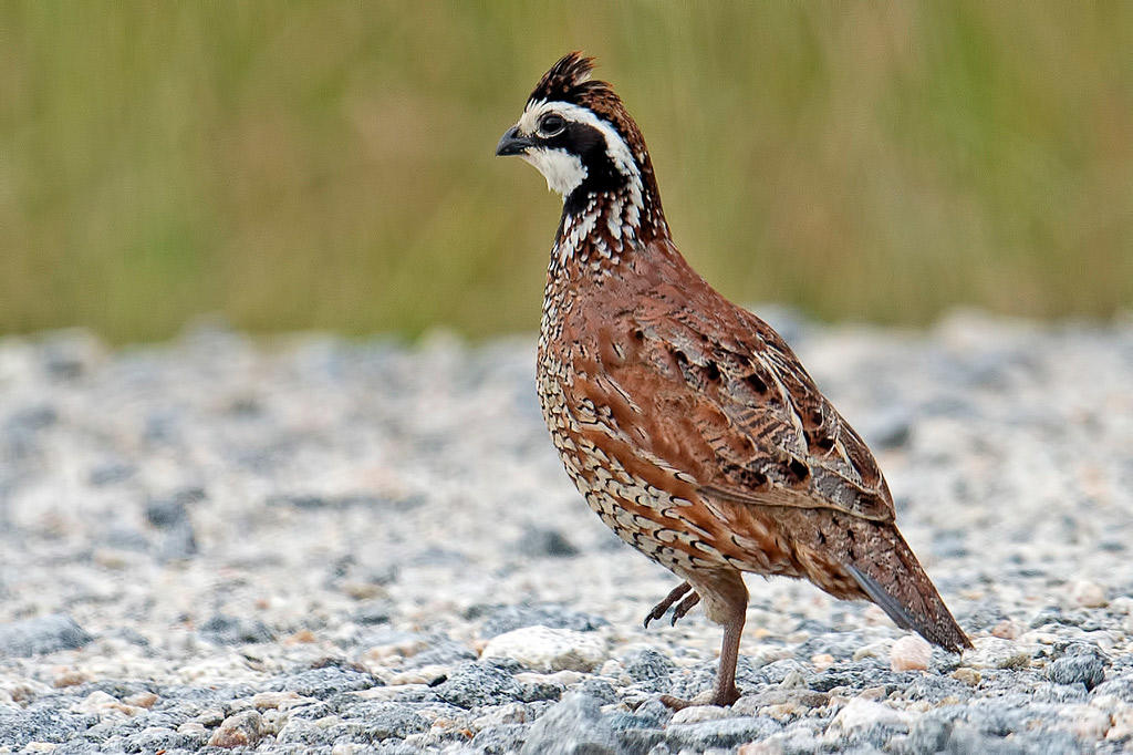 Codorniz Cotuí | Guía de Aves