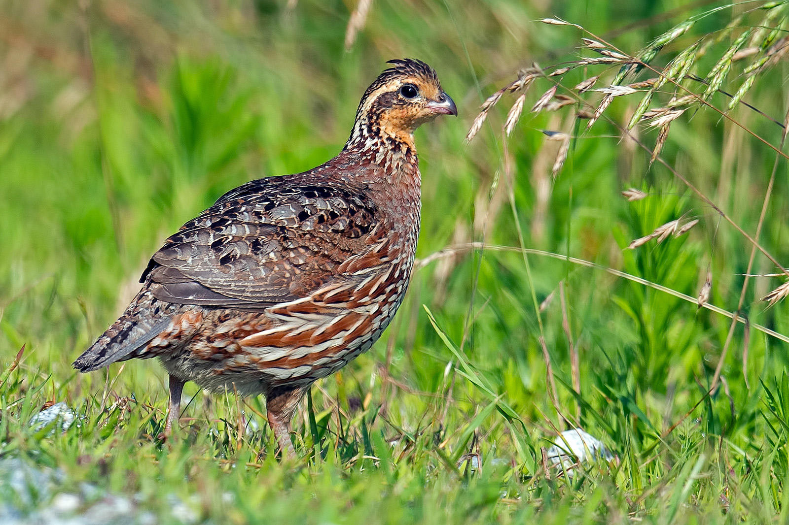 Codorniz Cotuí | Guía de Aves