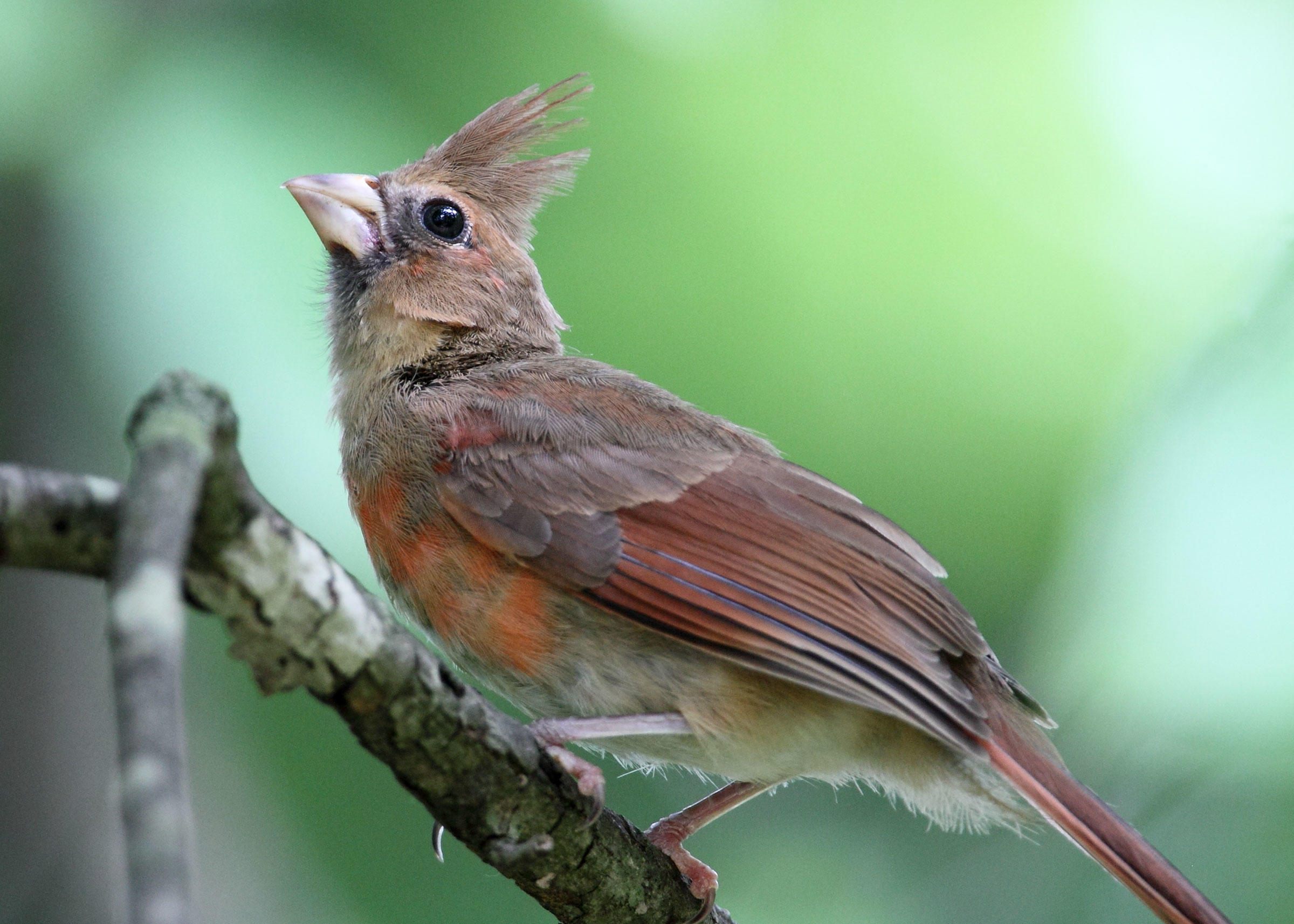 Cardenal Rojo | Guía de Aves