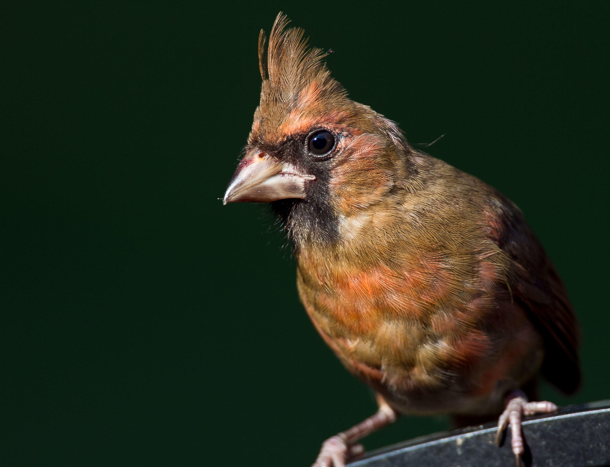 Cardenal Rojo | Guía de Aves