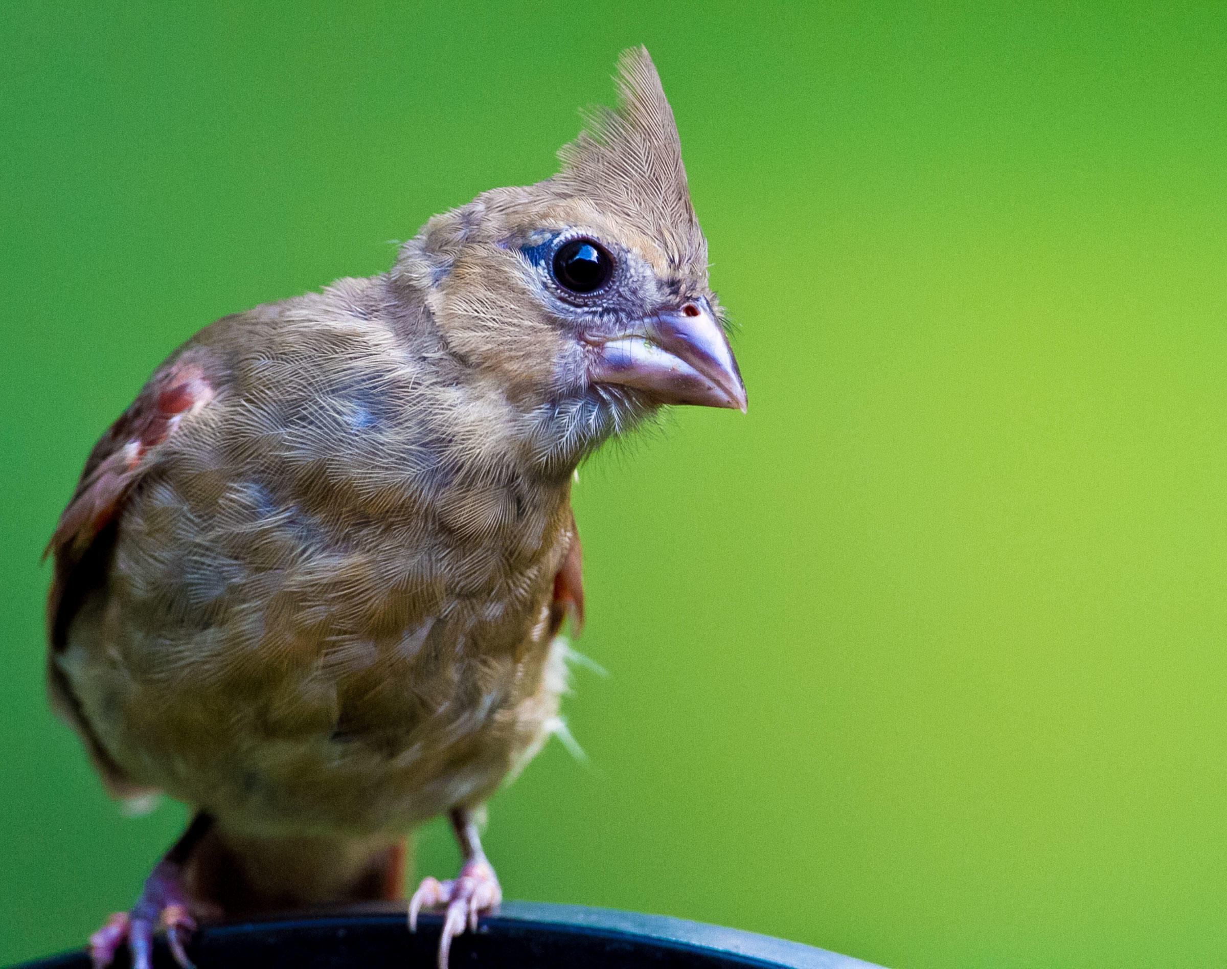 Cardenal Rojo | Guía de Aves