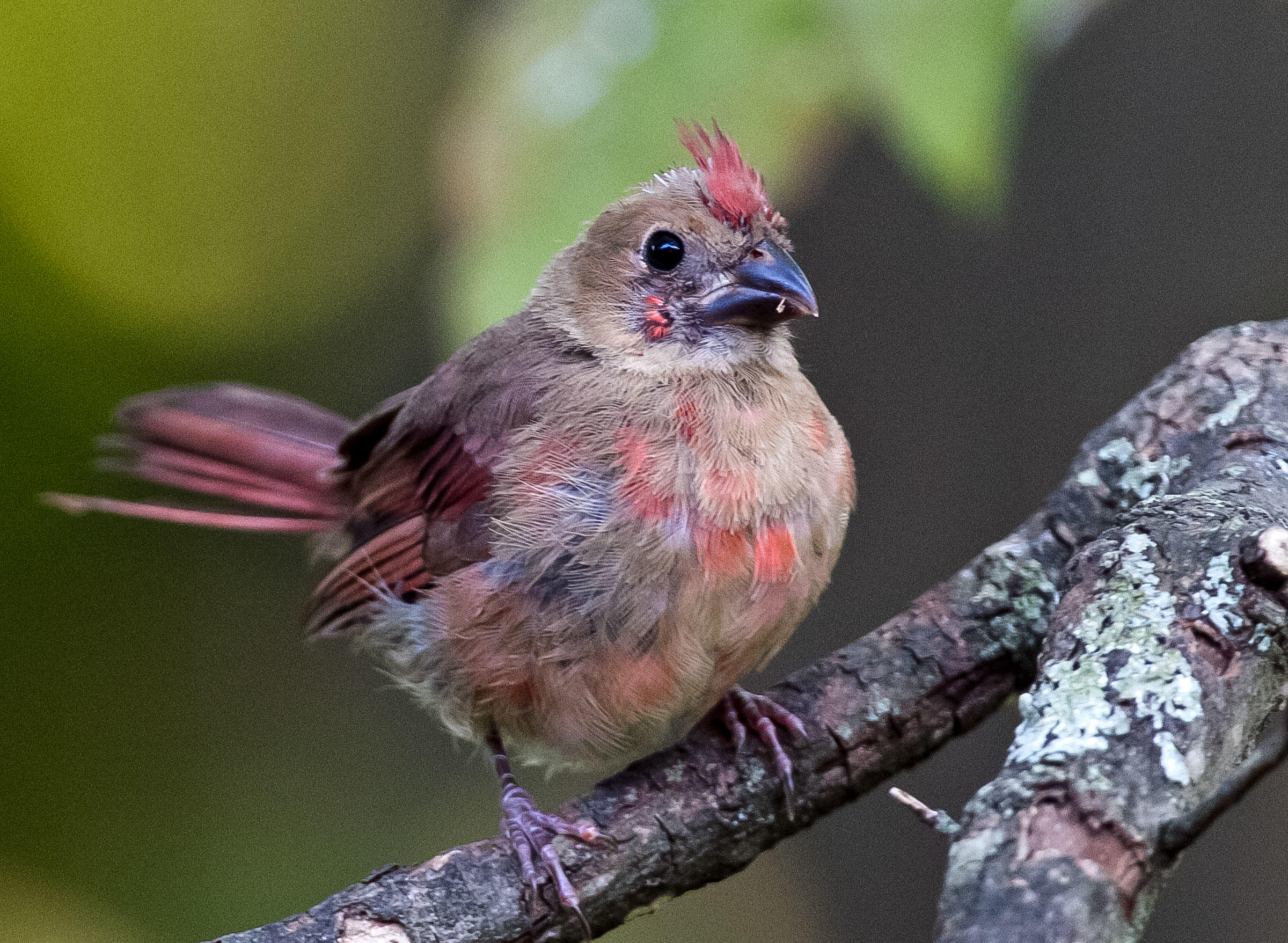 Cardenal Rojo | Guía de Aves