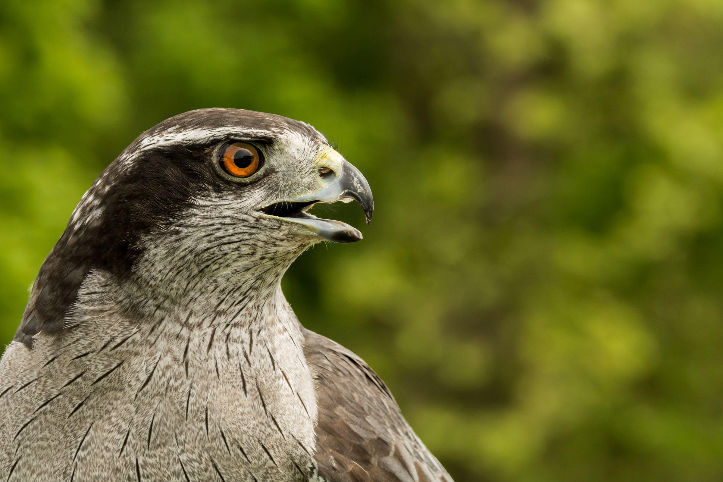 Northern Goshawk | Audubon Field Guide