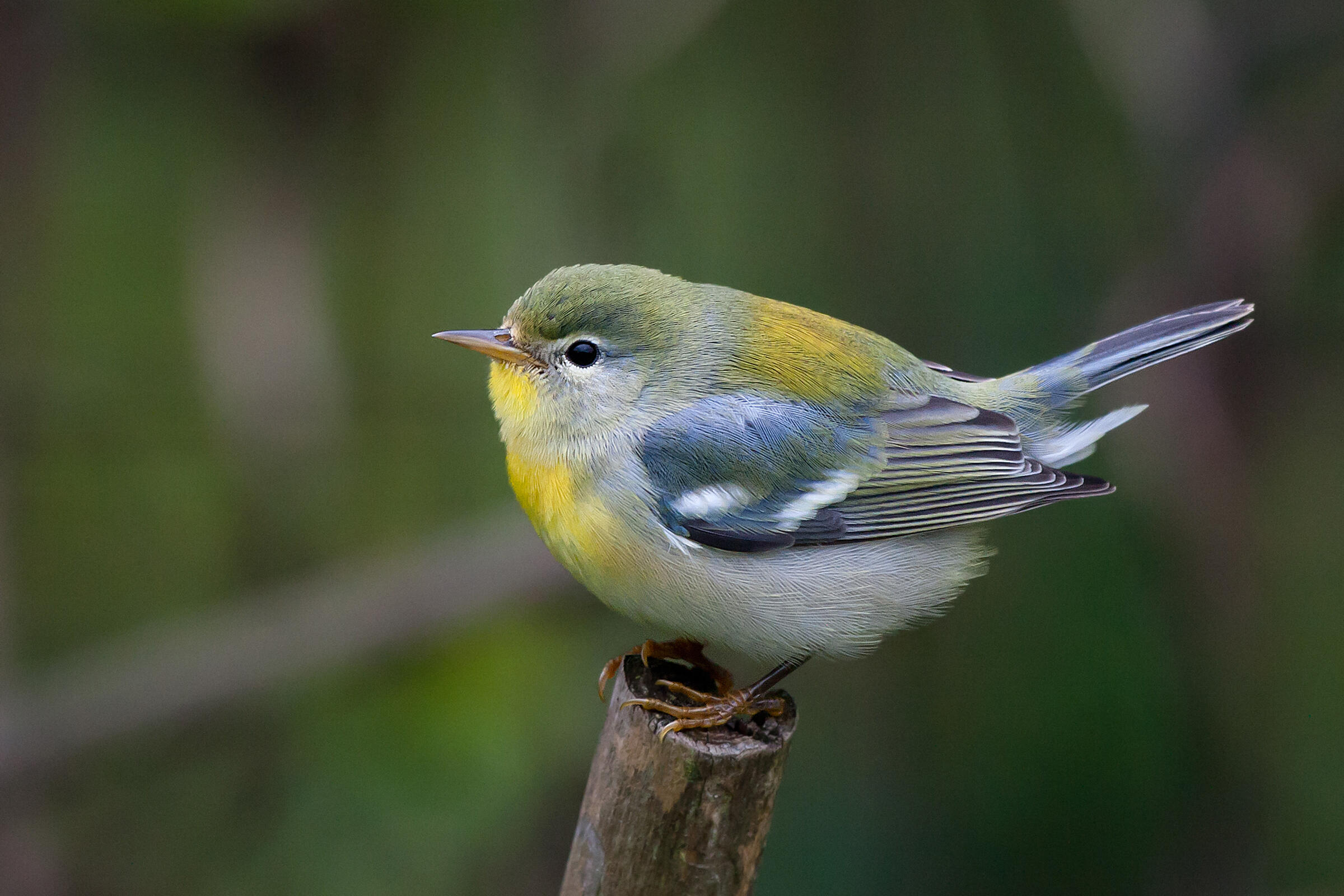 Northern Parula | Audubon Field Guide