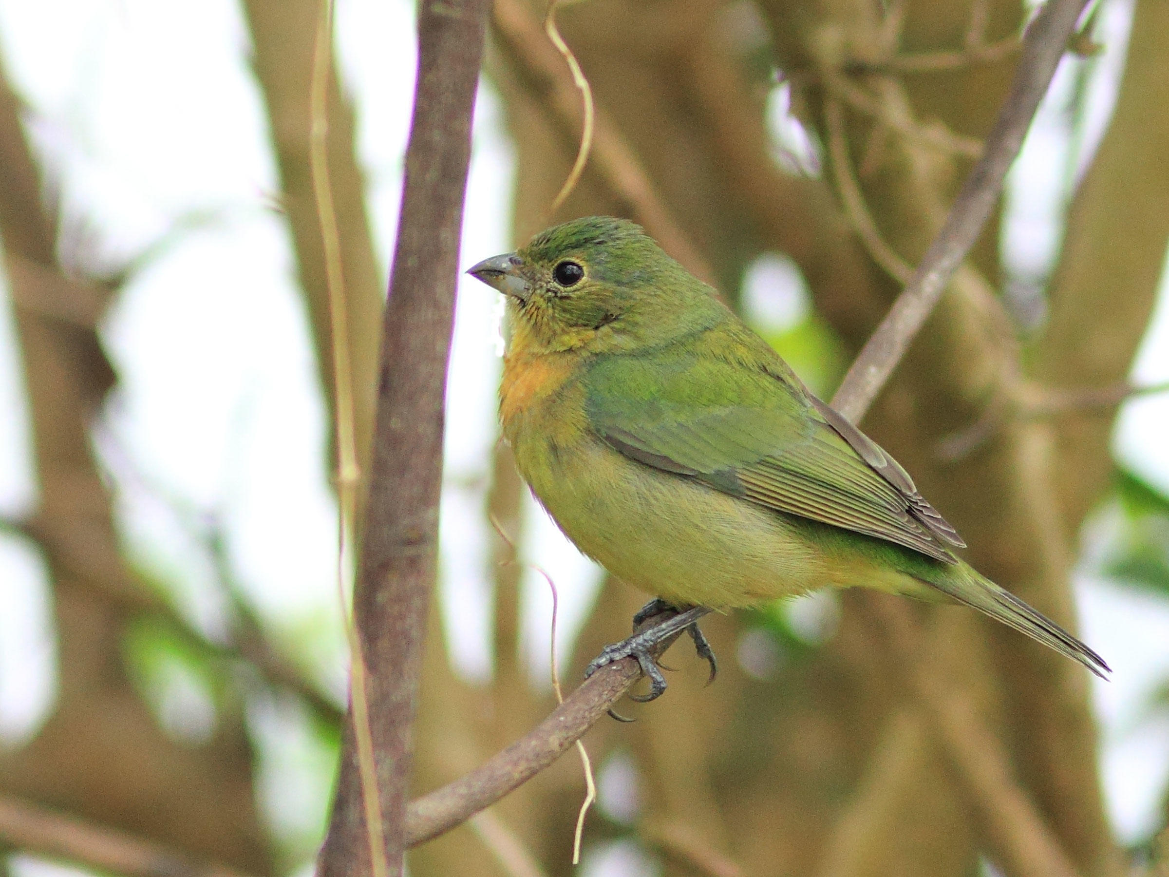 Colorín Sietecolores | Guía de Aves