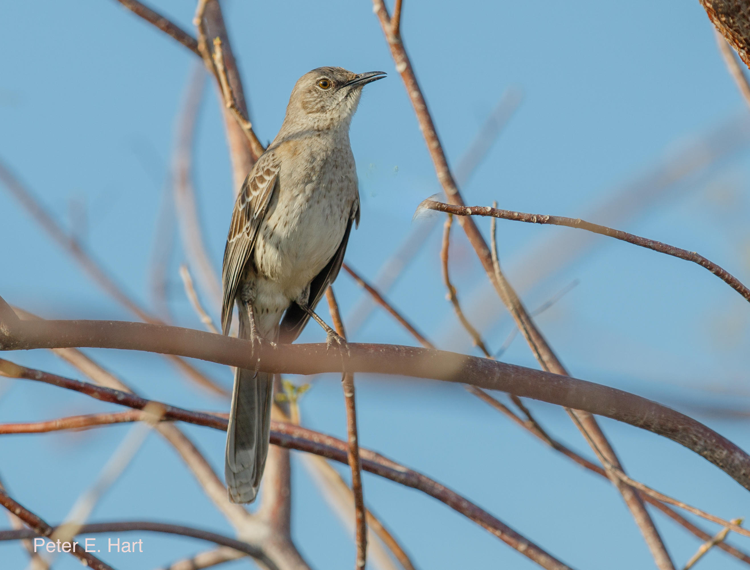 Sinsonte Carbonero | Guía de Aves