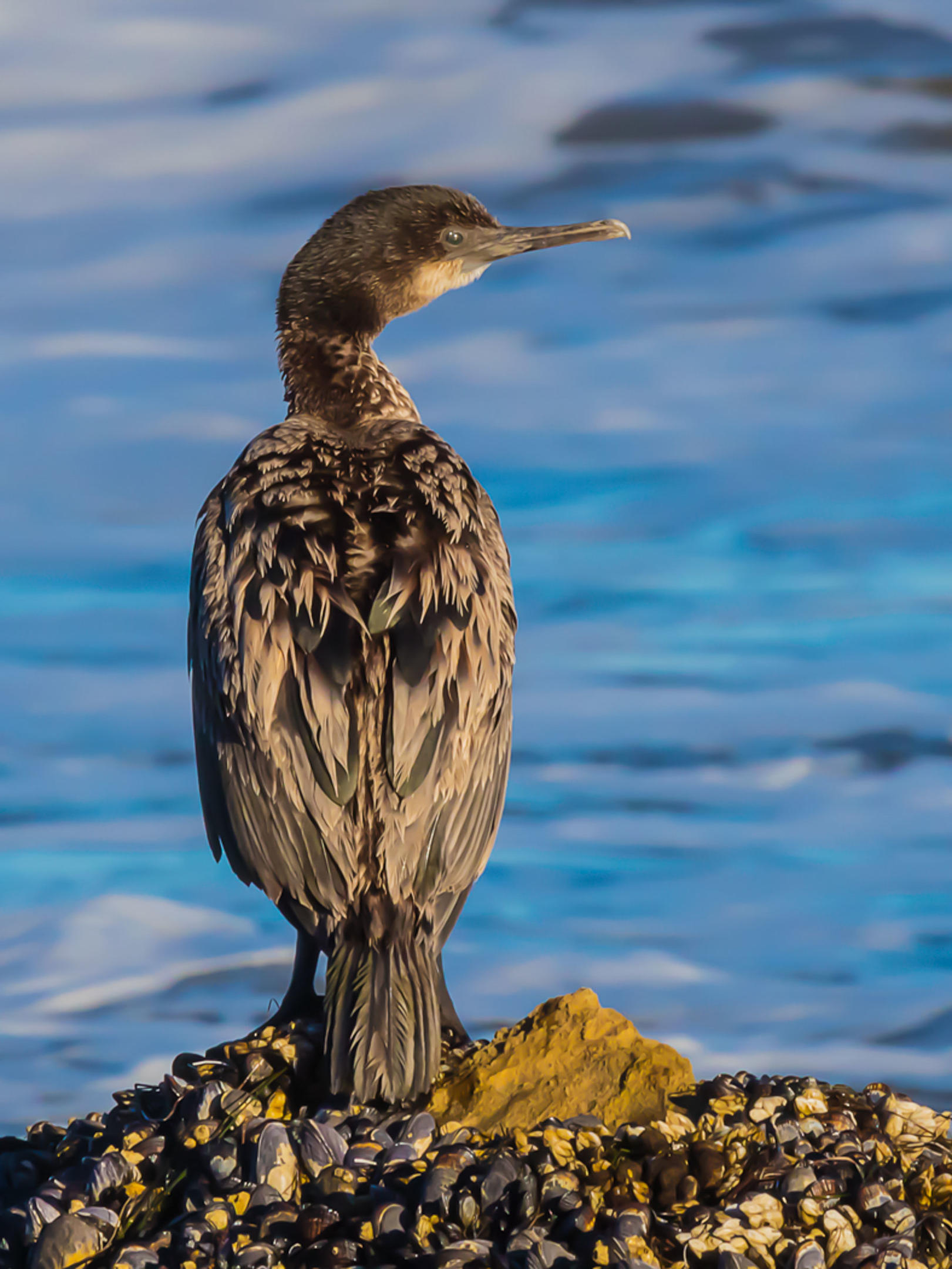 Cormorán Pelágico | Guía de Aves