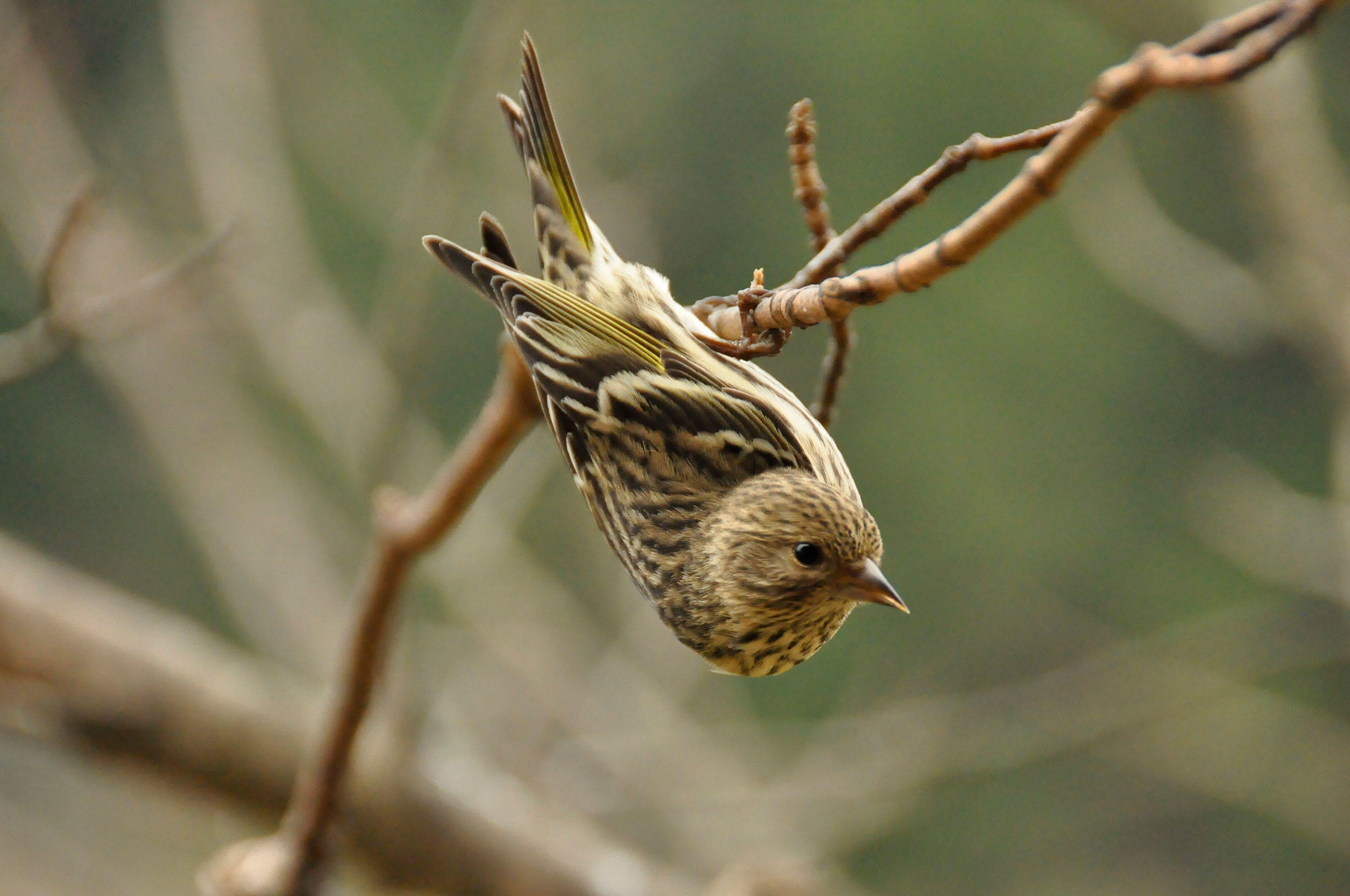 Pine Siskin | Audubon Field Guide
