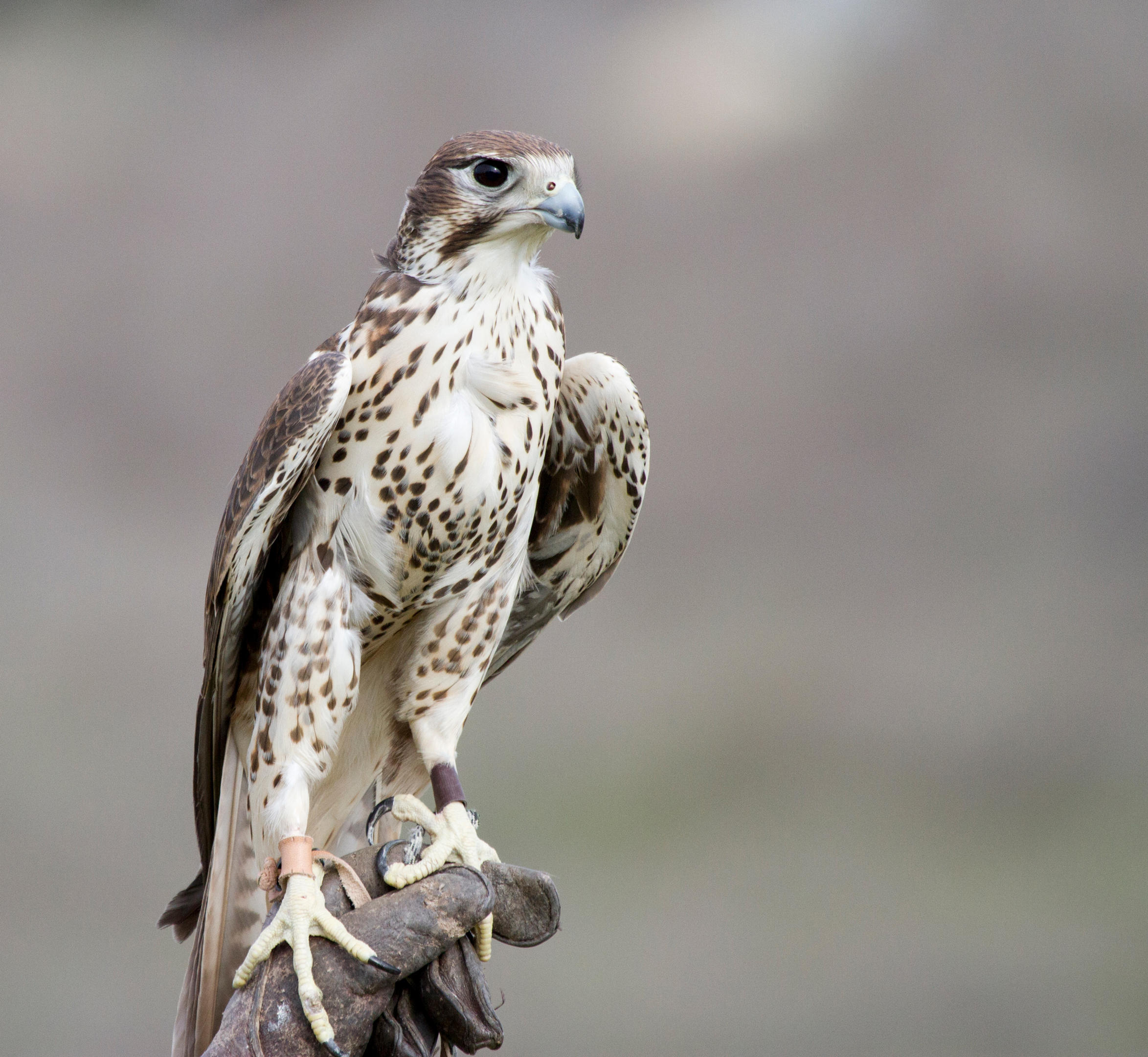 Halcón Mexicano | Guía de Aves
