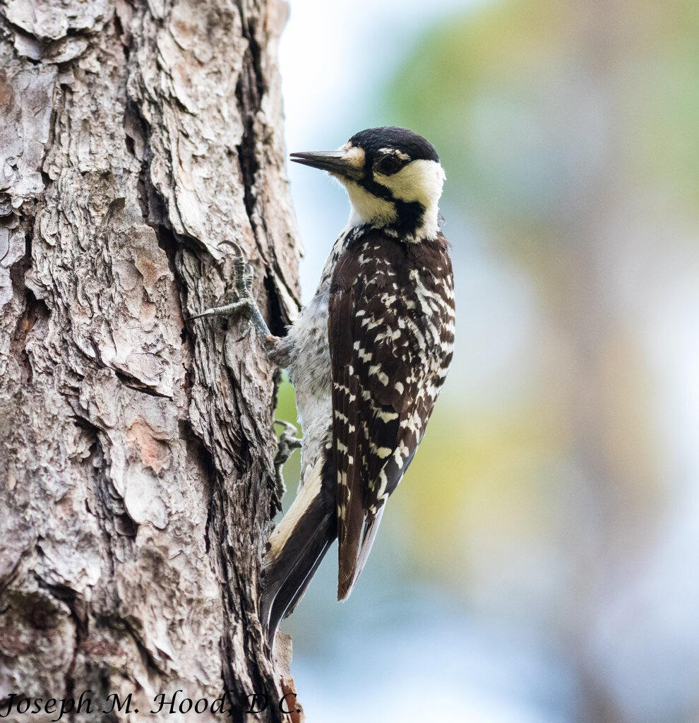 Red-cockaded Woodpecker | Audubon Field Guide