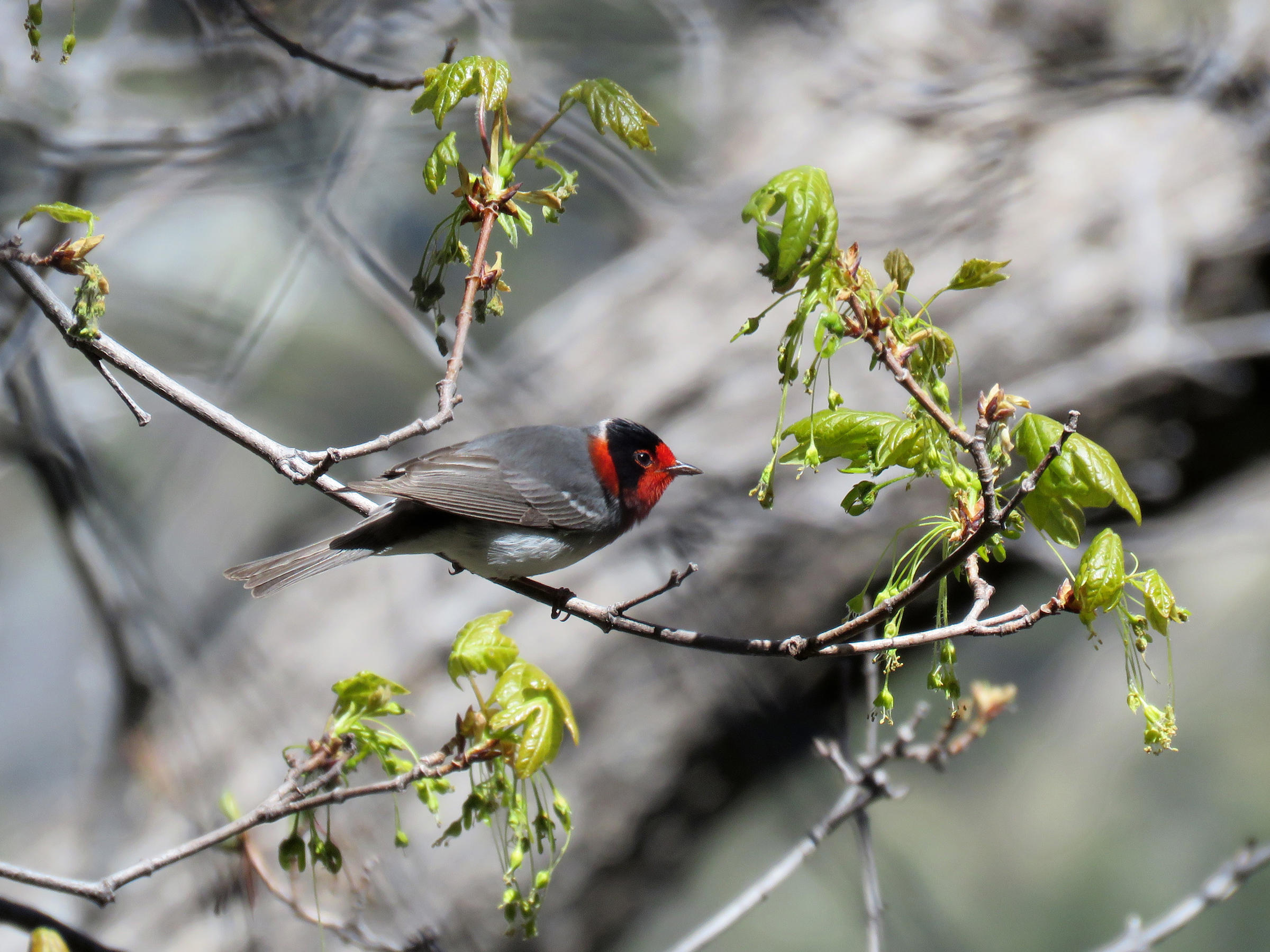 Chipe Cara Roja | Guía de Aves