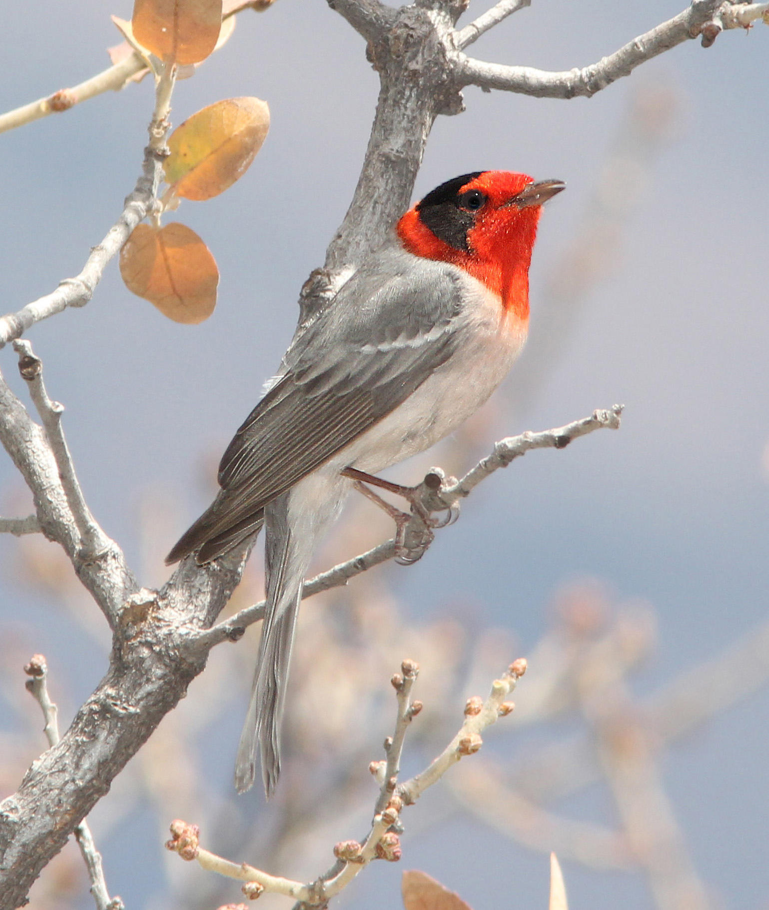 Chipe Cara Roja | Guía de Aves