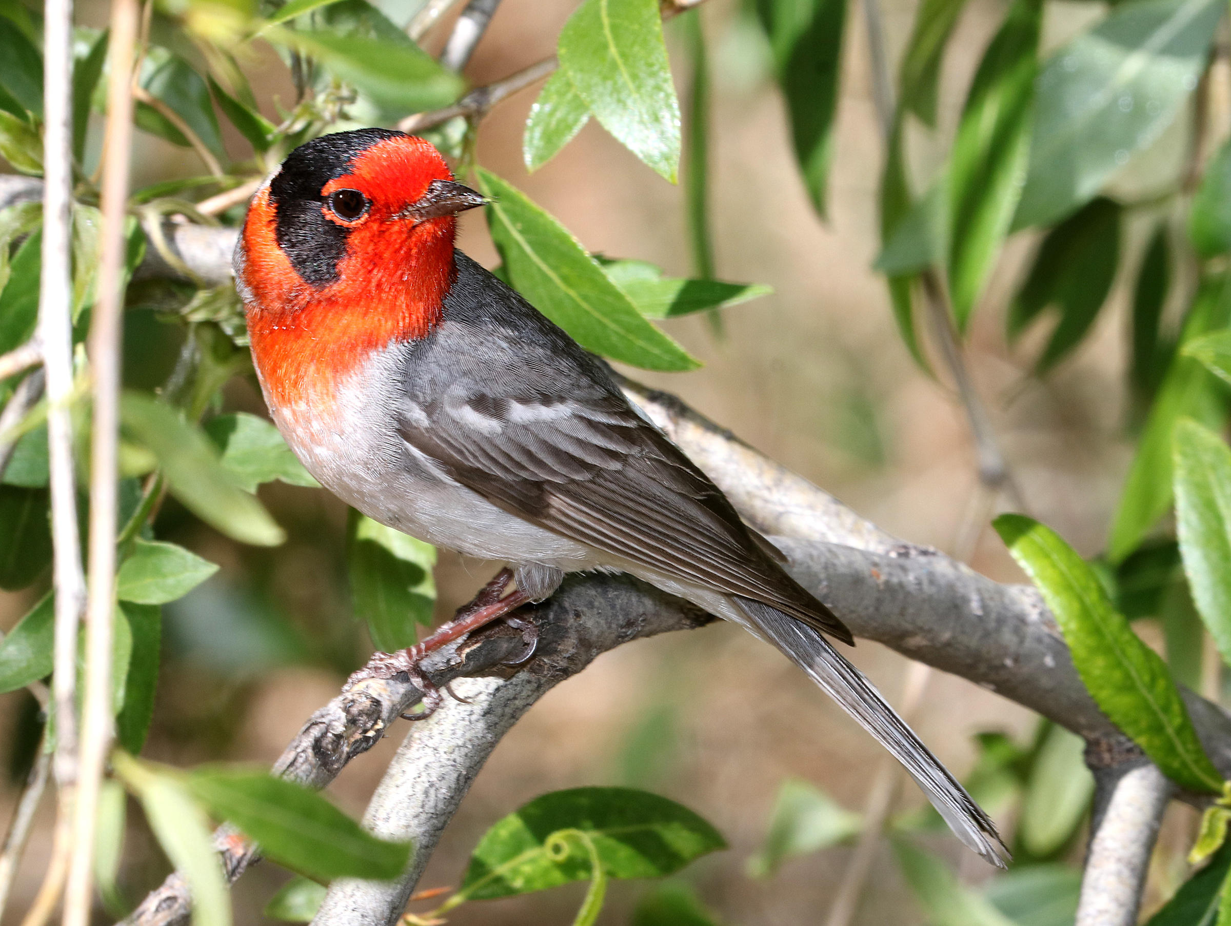 Chipe Cara Roja | Guía de Aves