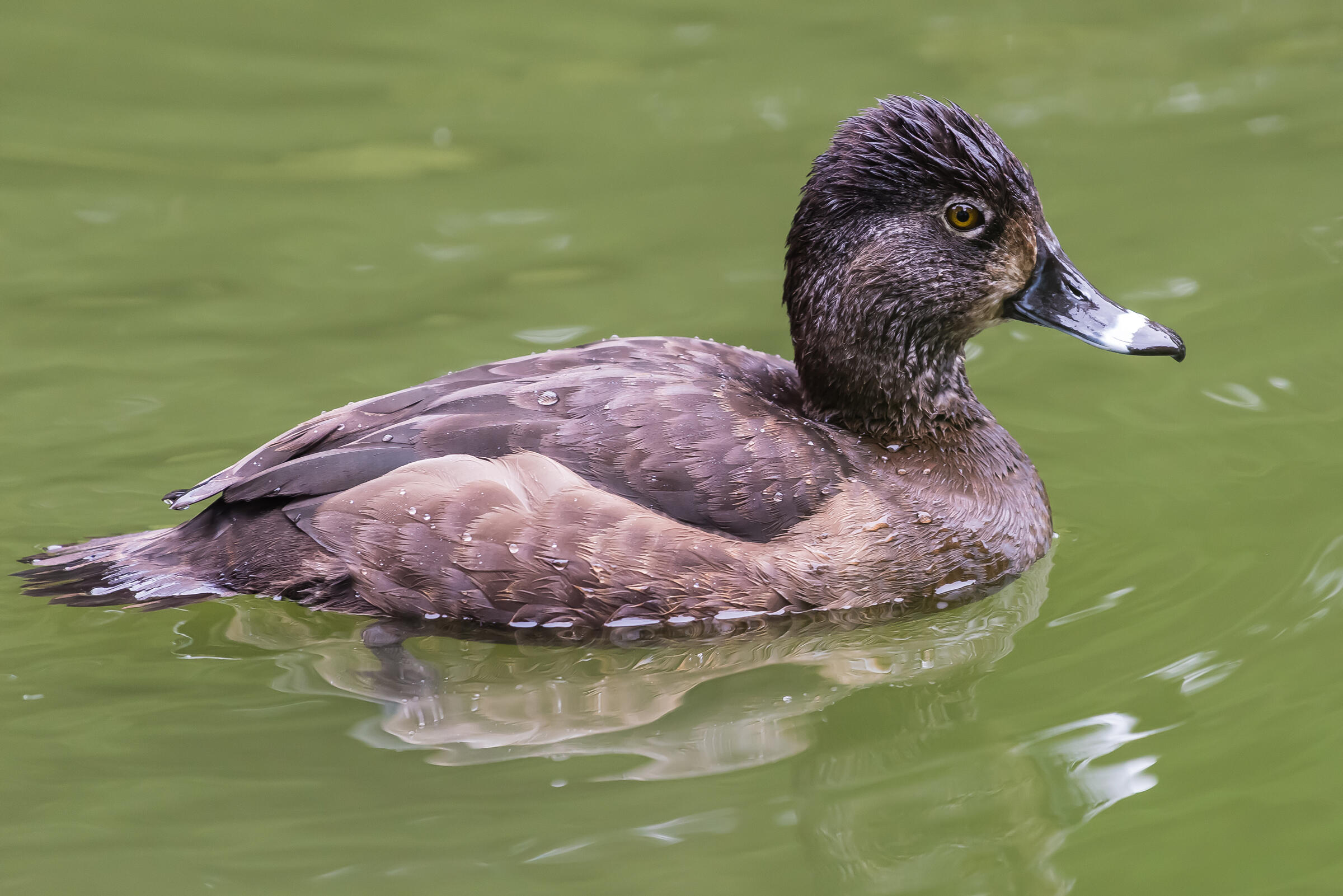Ring-necked Duck | Audubon Field Guide