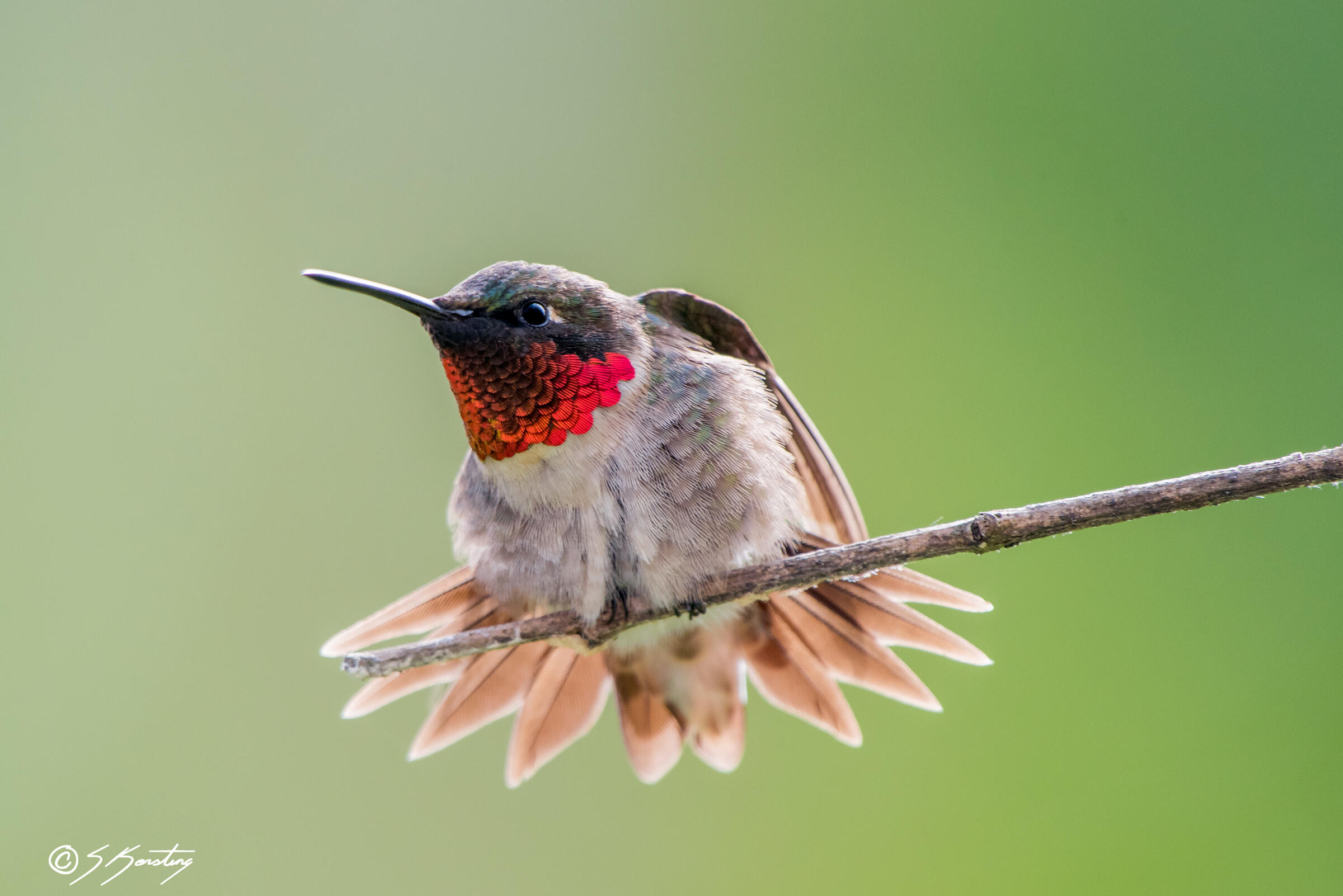 Colibrí Garganta Rubí | Guía de Aves