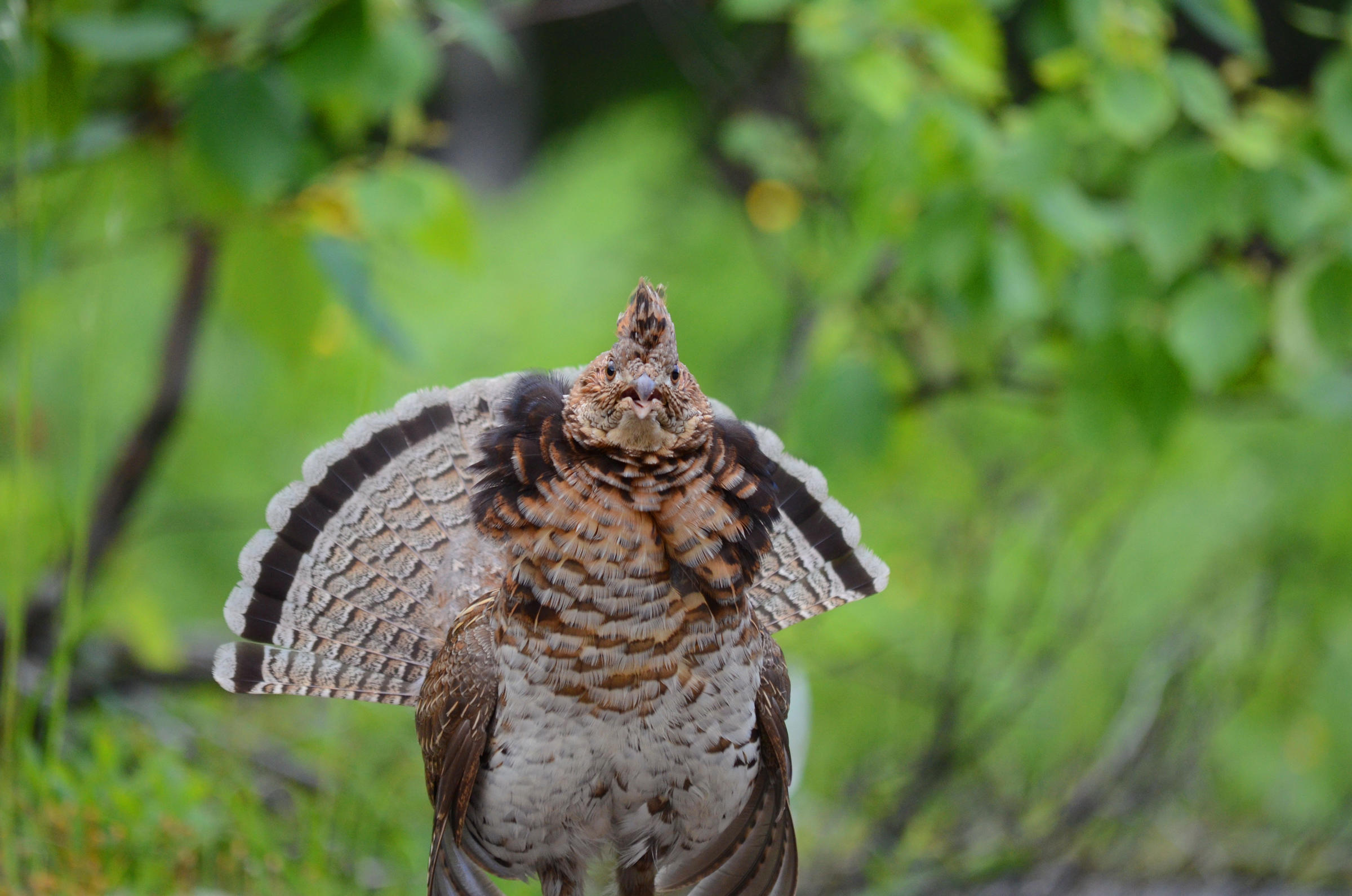Ruffed Grouse | Audubon Field Guide