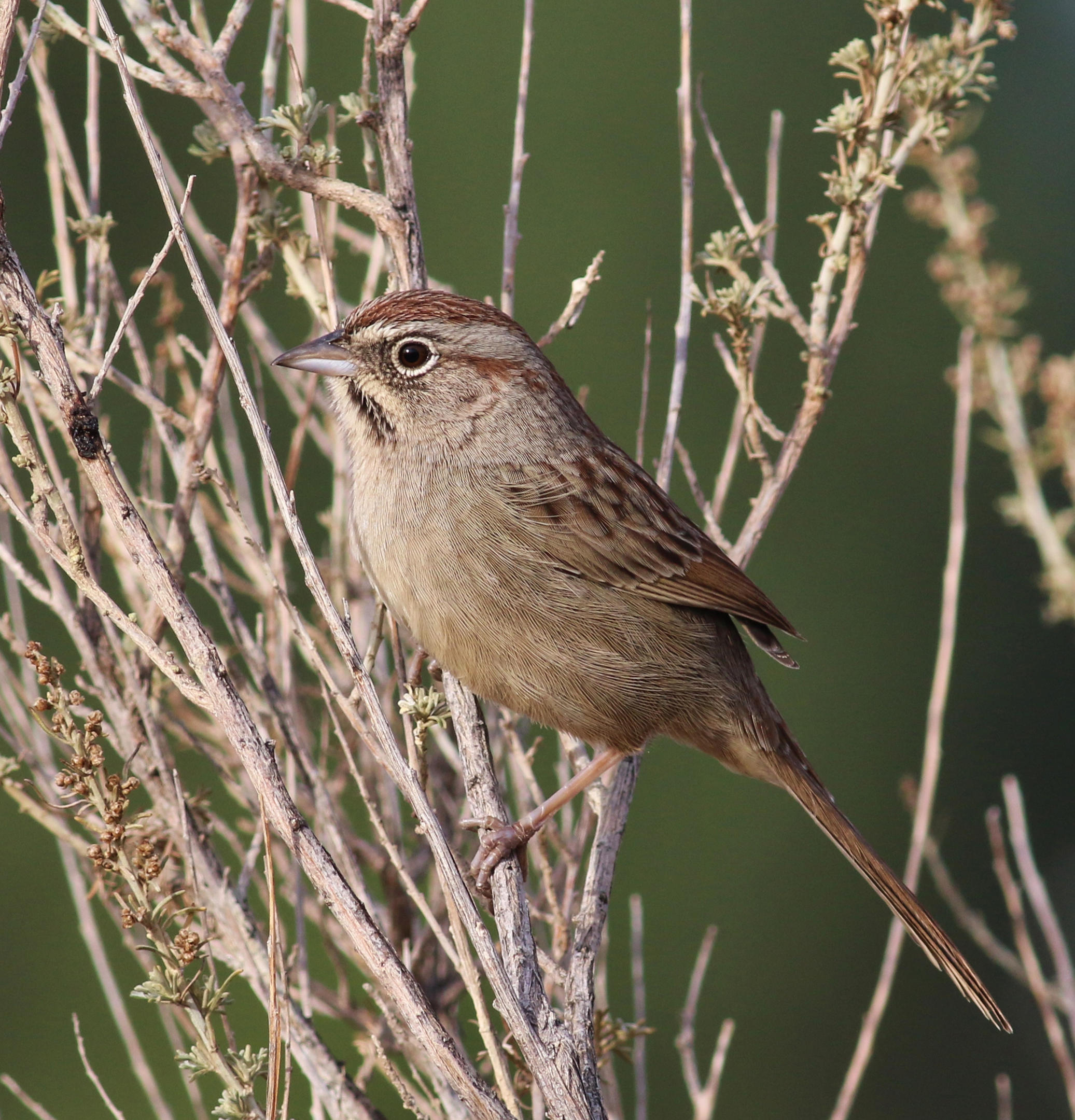Gorrión Coronirrufo | Guía de Aves