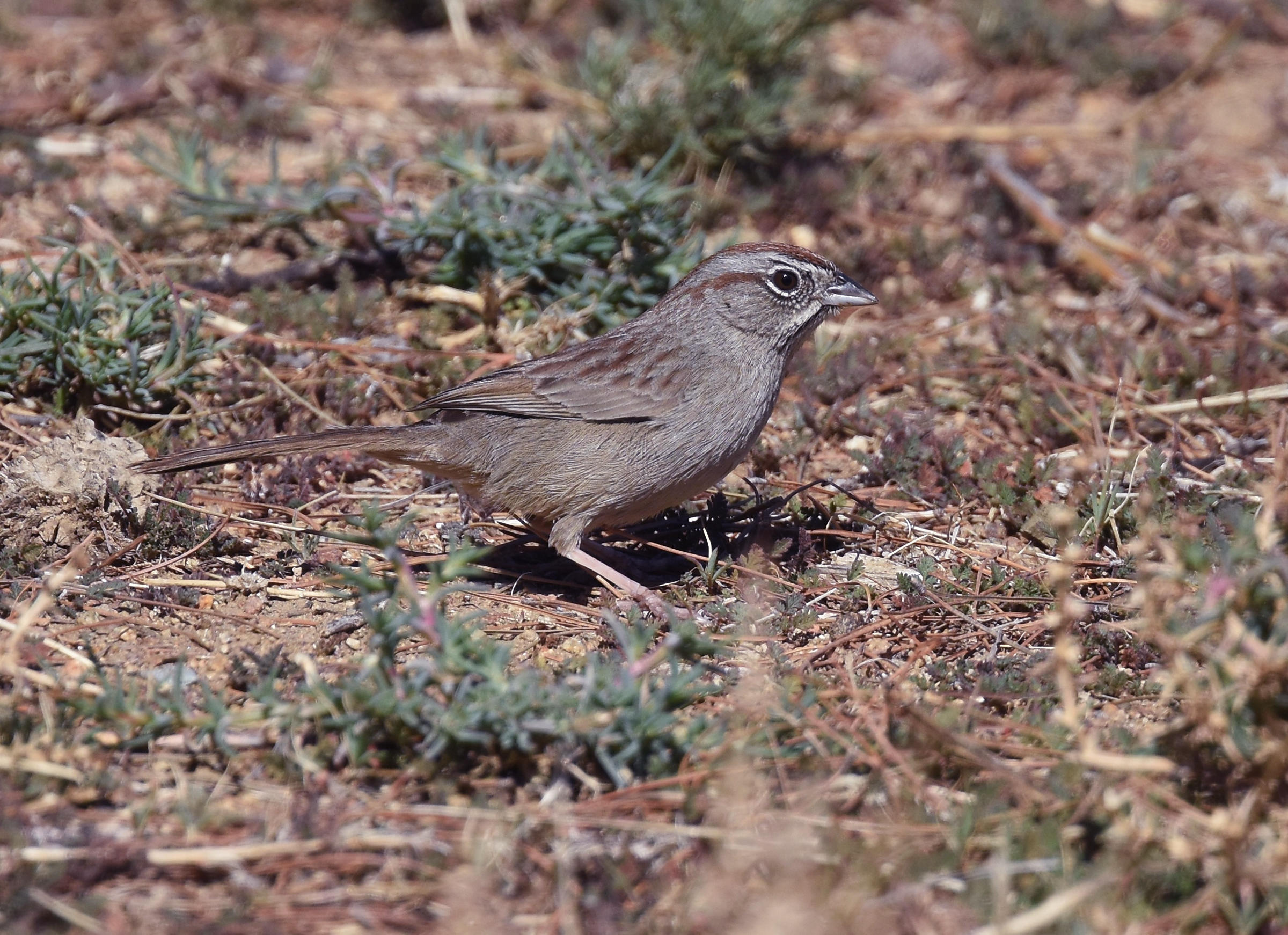 Gorrión Coronirrufo | Guía de Aves