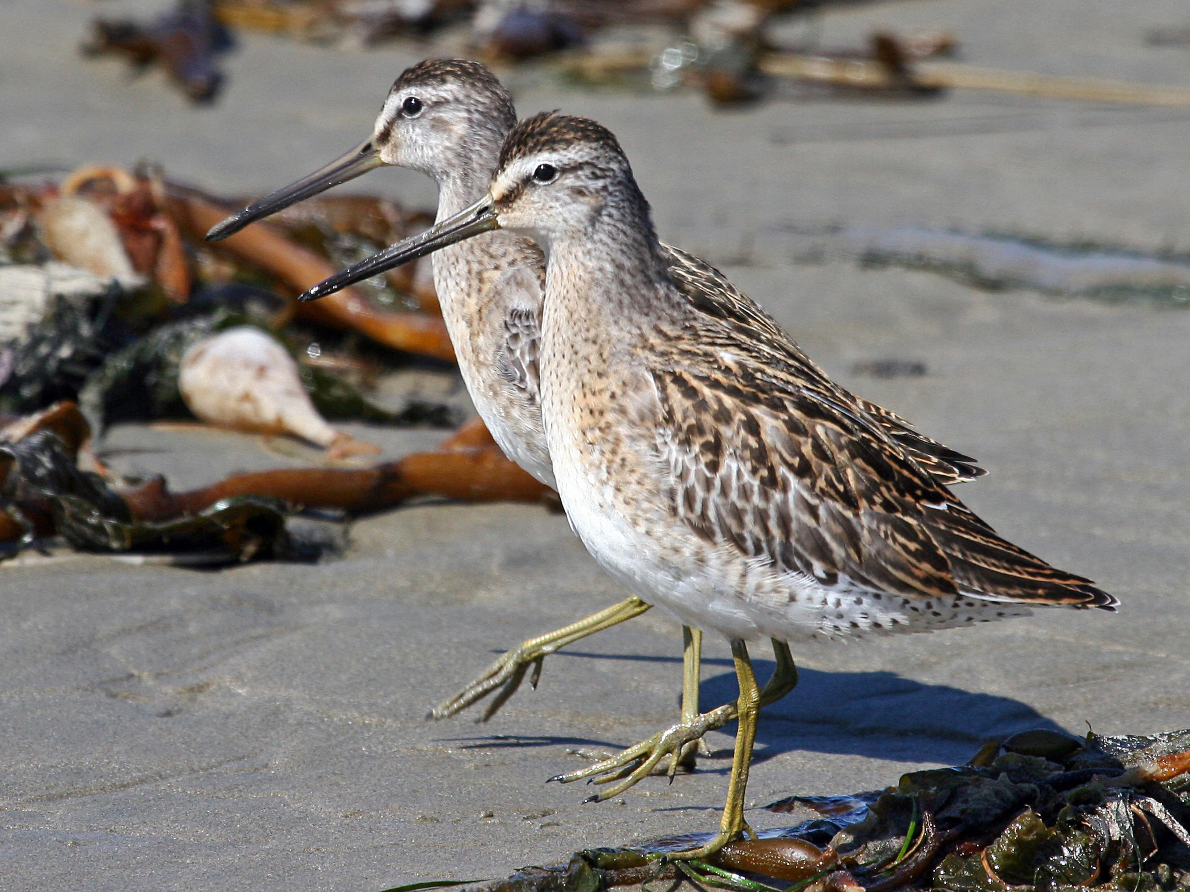 Short-billed Dowitcher | Audubon Field Guide