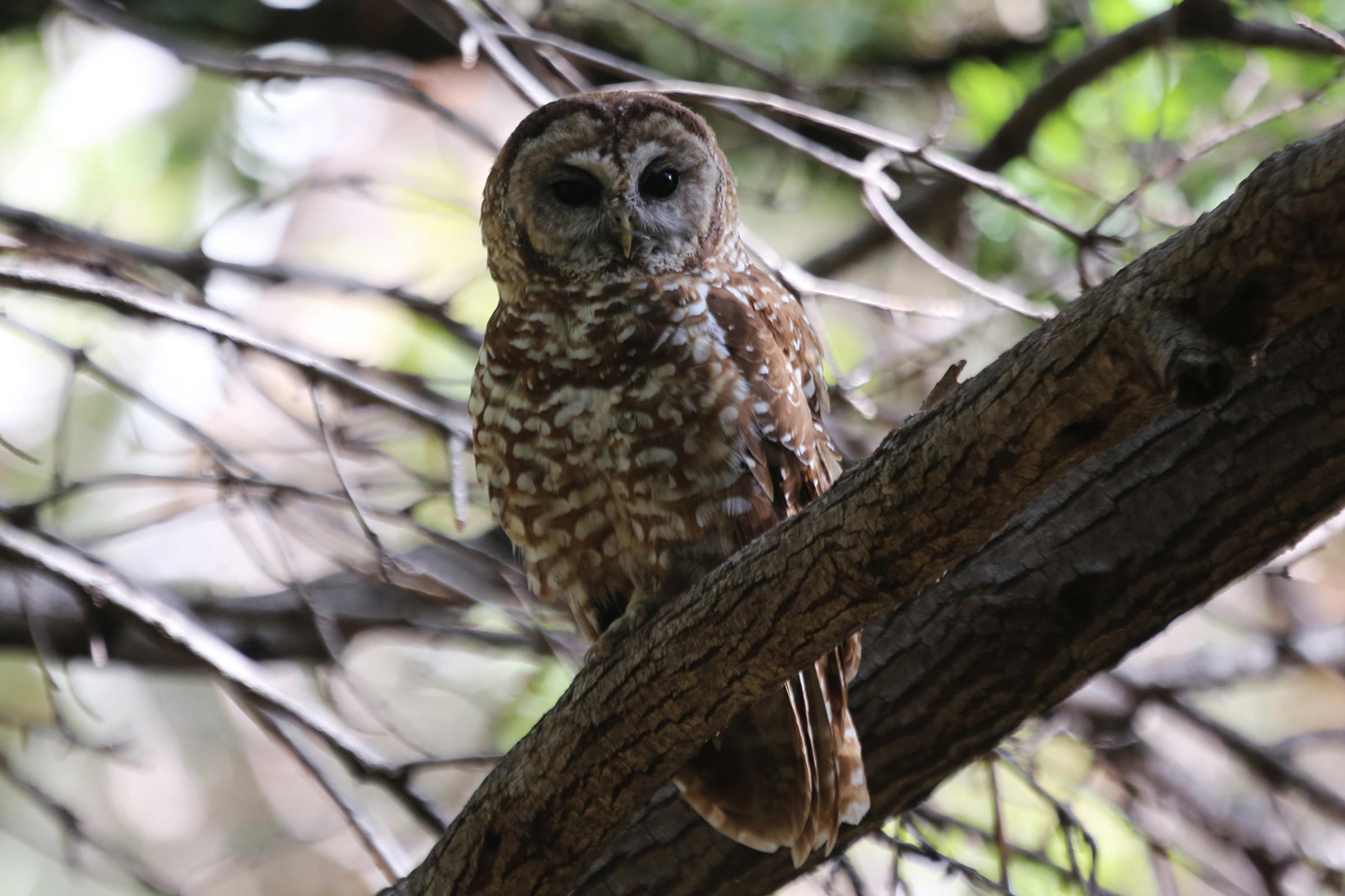 Búho Moteado | Guía de Aves