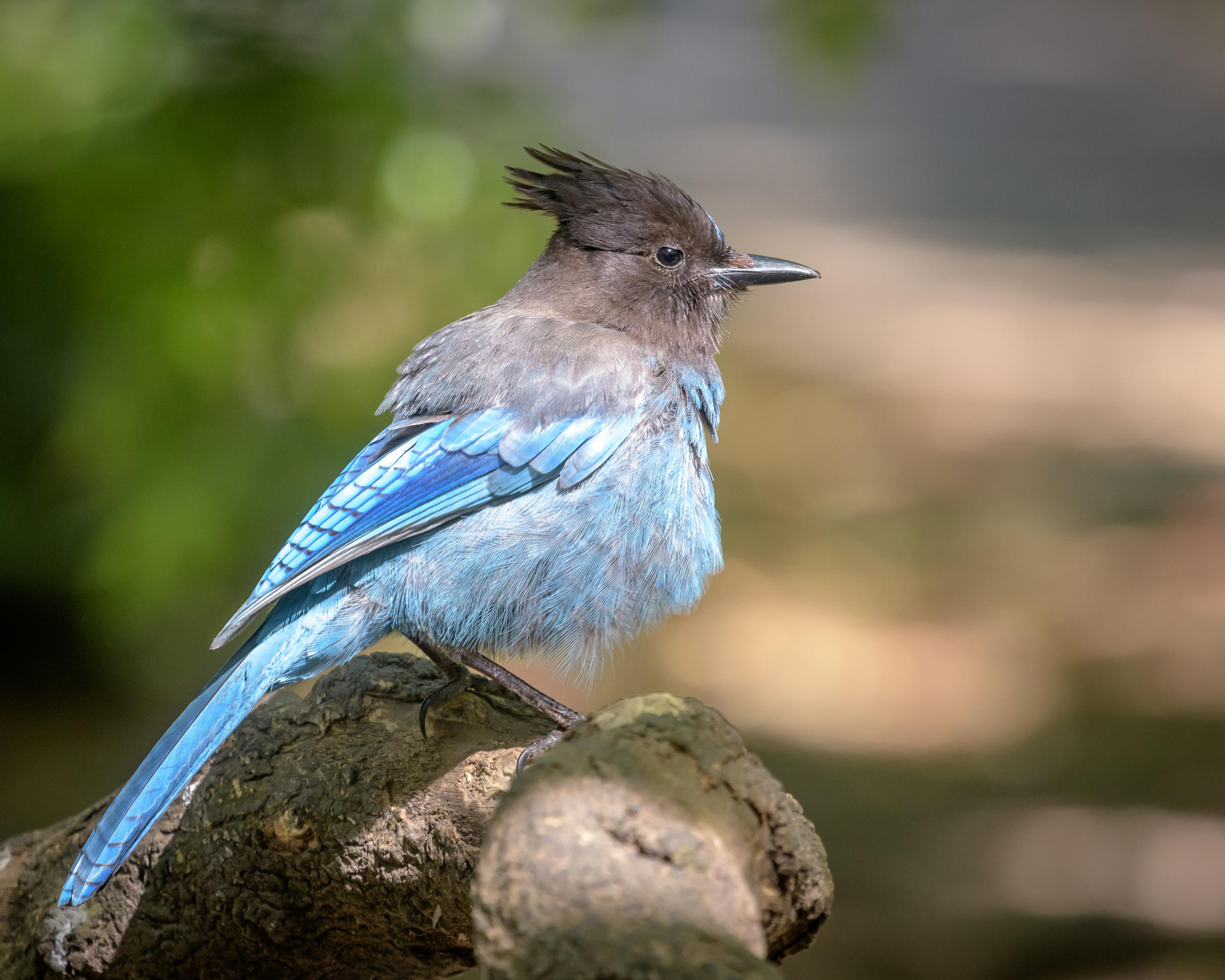 Steller's Jay | Audubon Field Guide