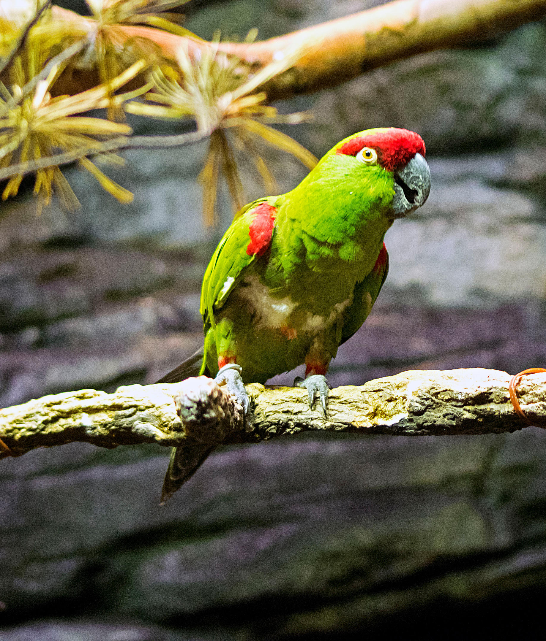 Thick-billed Parrot | Audubon Field Guide