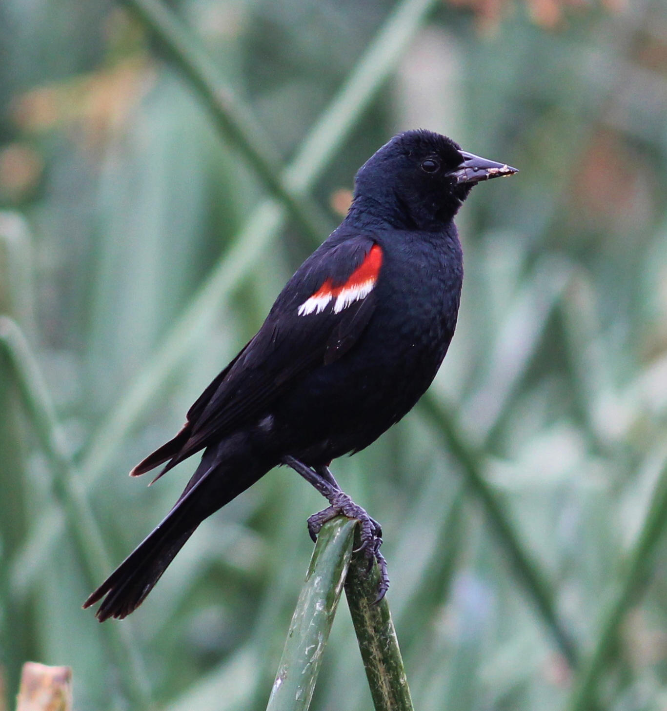 Tordo Tricolor | Guía de Aves