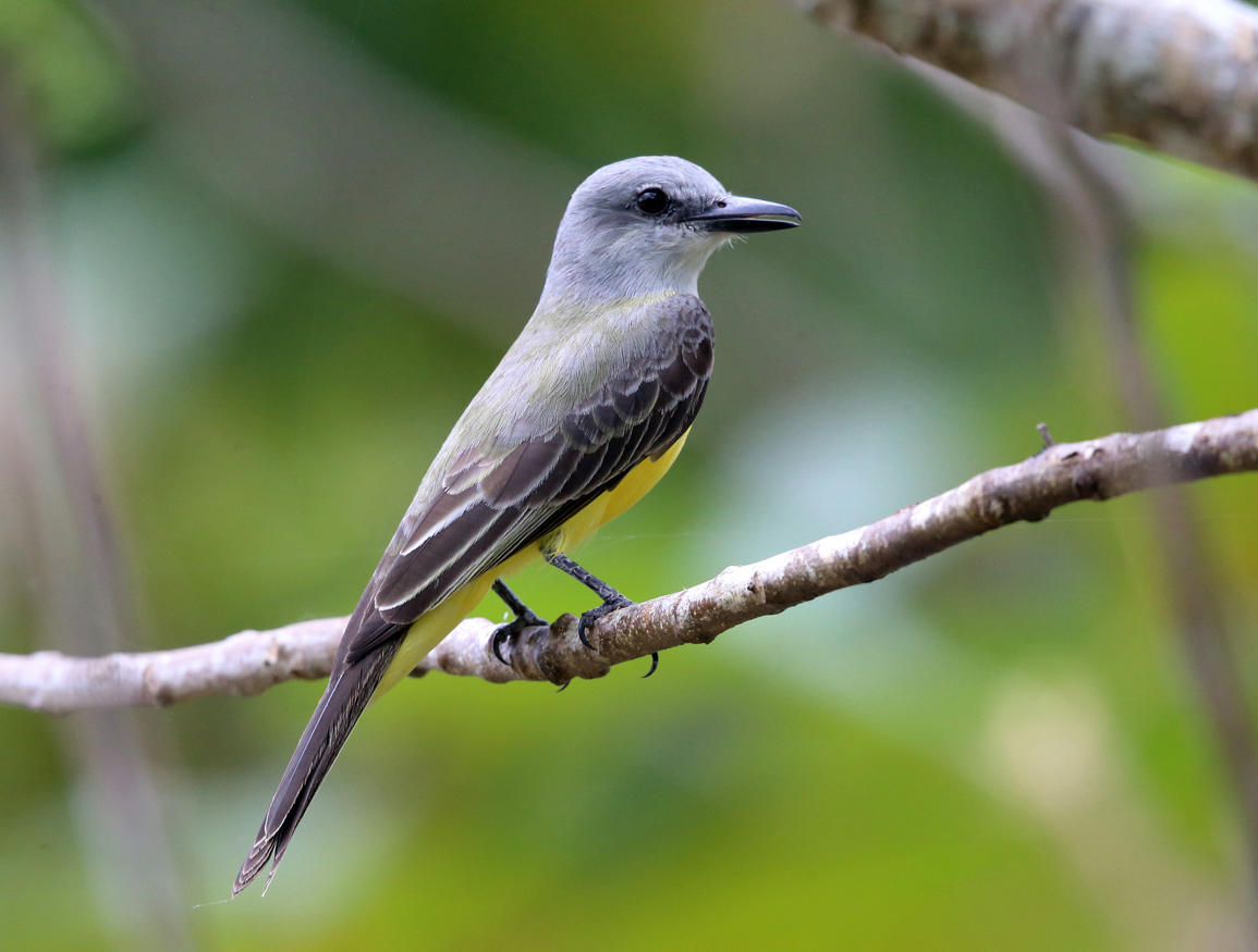 Tirano Pirirí | Guía de Aves