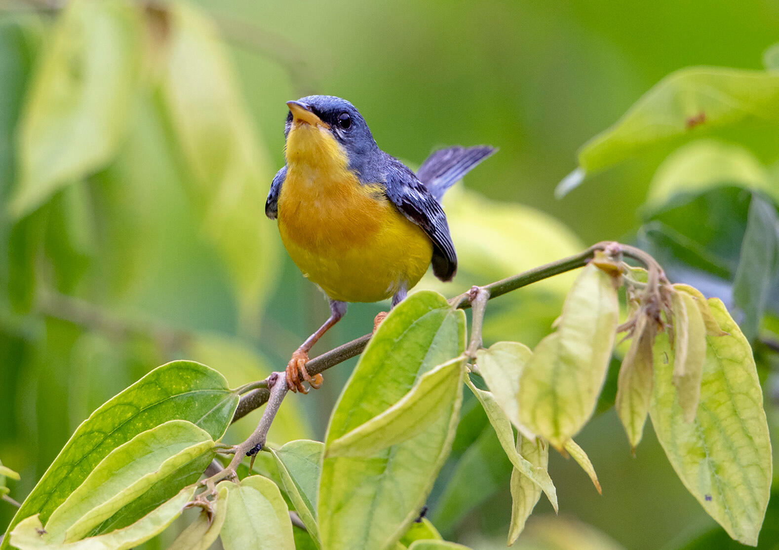 Chipe Tropical | Guía de Aves