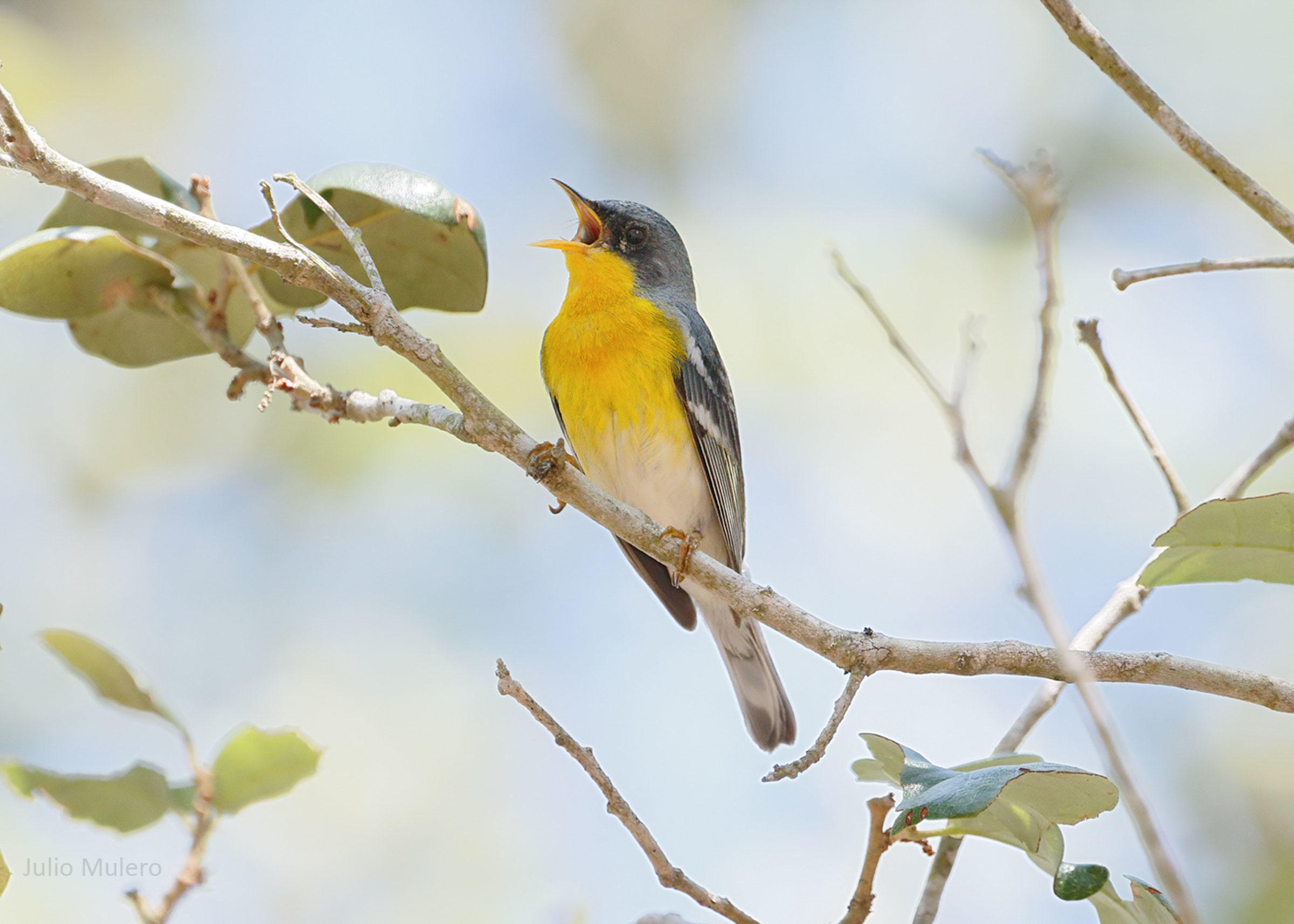 Chipe Tropical | Guía de Aves